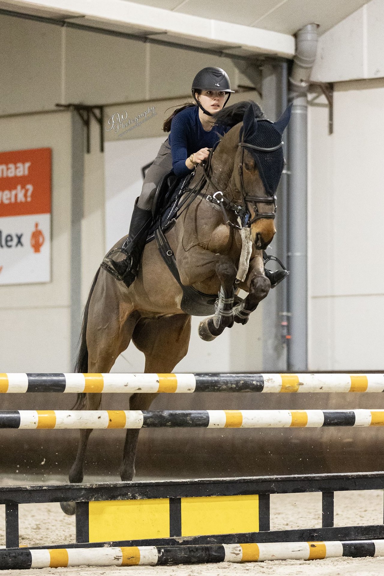 Irish Thoroughbred Gelding 13 years 16 hh Brown in Warnsveld