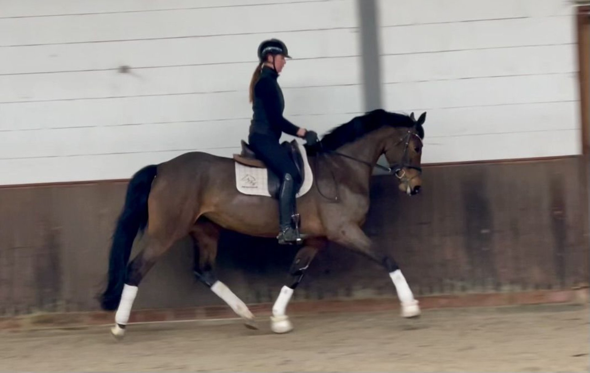 Oldenburg Mare 5 years 16,2 hh Bay-Dark in Lohne (Oldenburg)