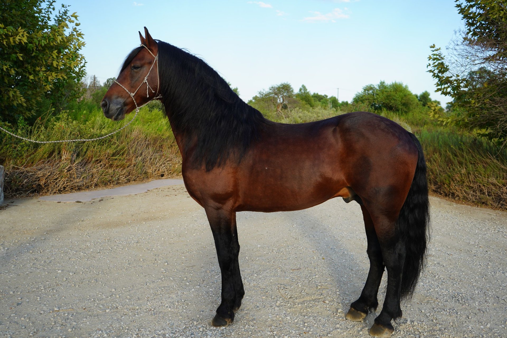Warlander Mix Stallion 8 years 15 hh in Corona, CA