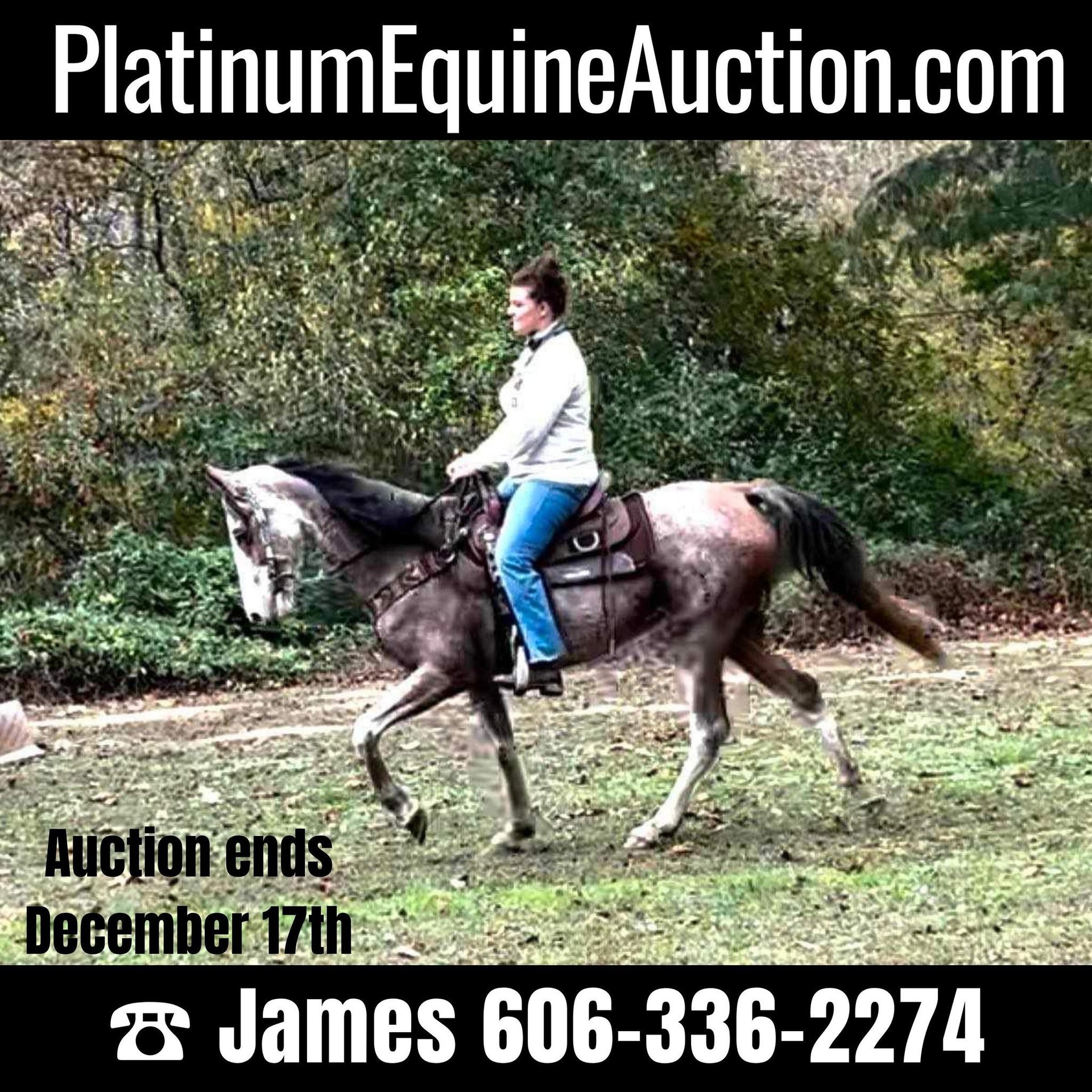 Tennessee Walking Horse Wallach 16 Jahre 157 cm Roan-Bay in Salt Lick KY