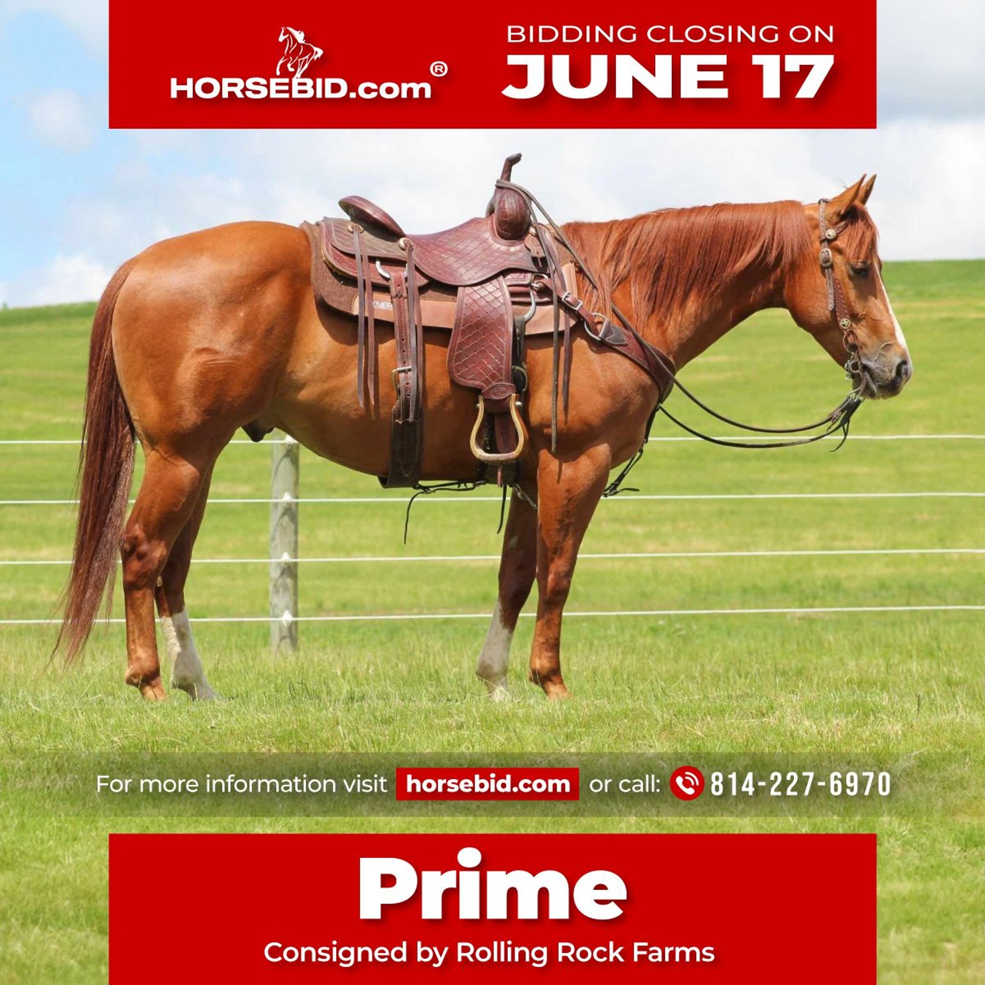 American Quarter Horse Gelding 4 years 14,3 hh Sorrel in Clarion