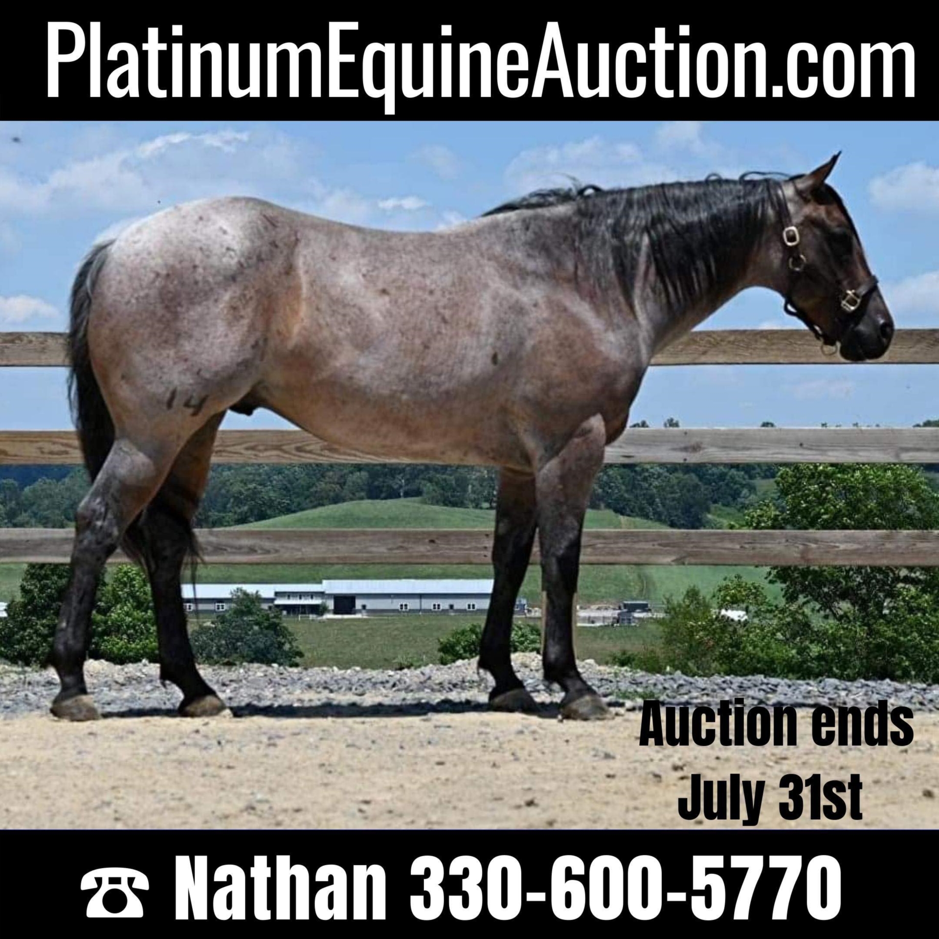 American Quarter Horse Gelding 11 years 15,1 hh Roan-Bay in Millersburg OH