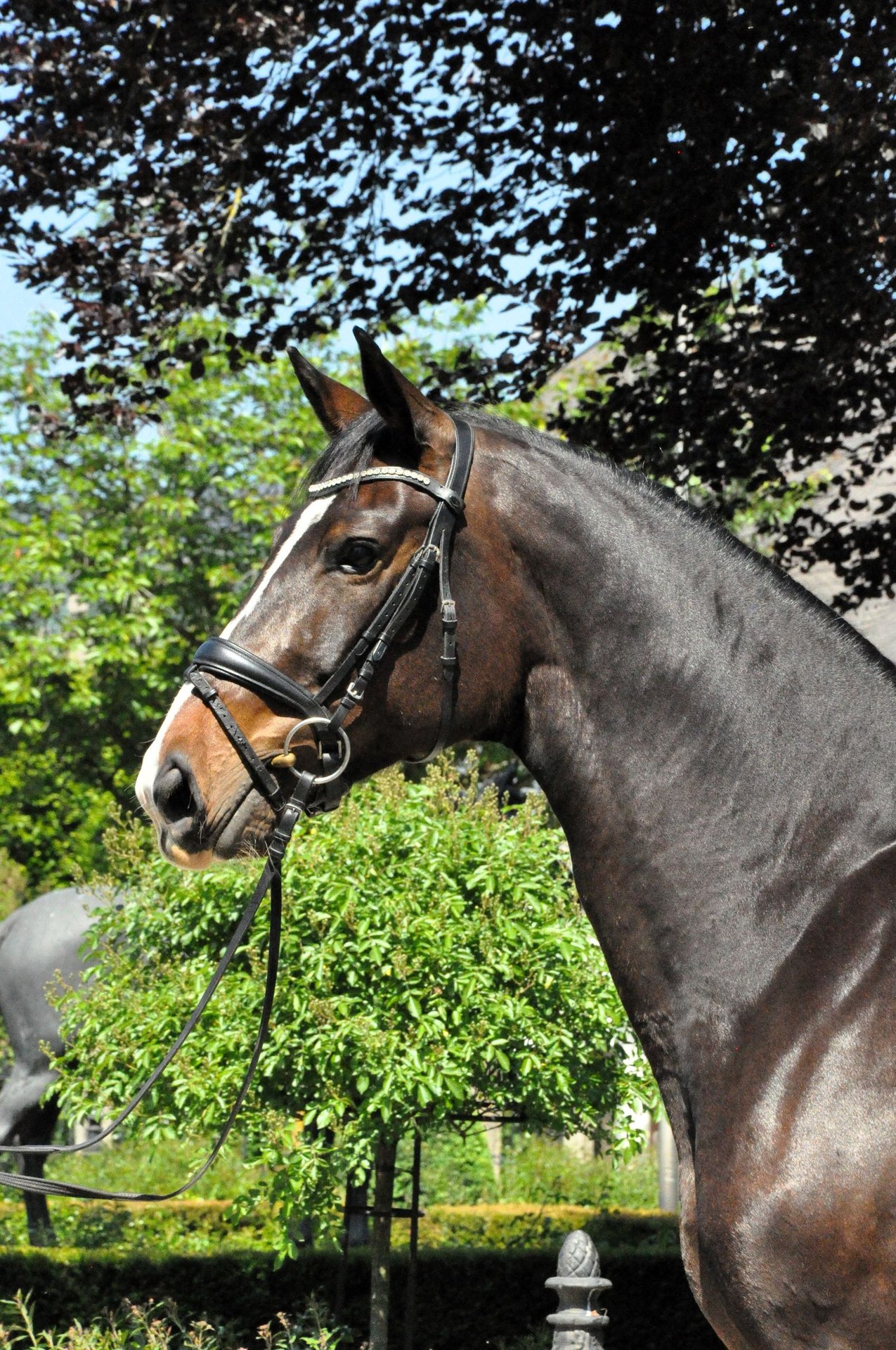 Oldenburg Mare 8 years 16,2 hh Bay-Dark in Kronberg im Taunus
