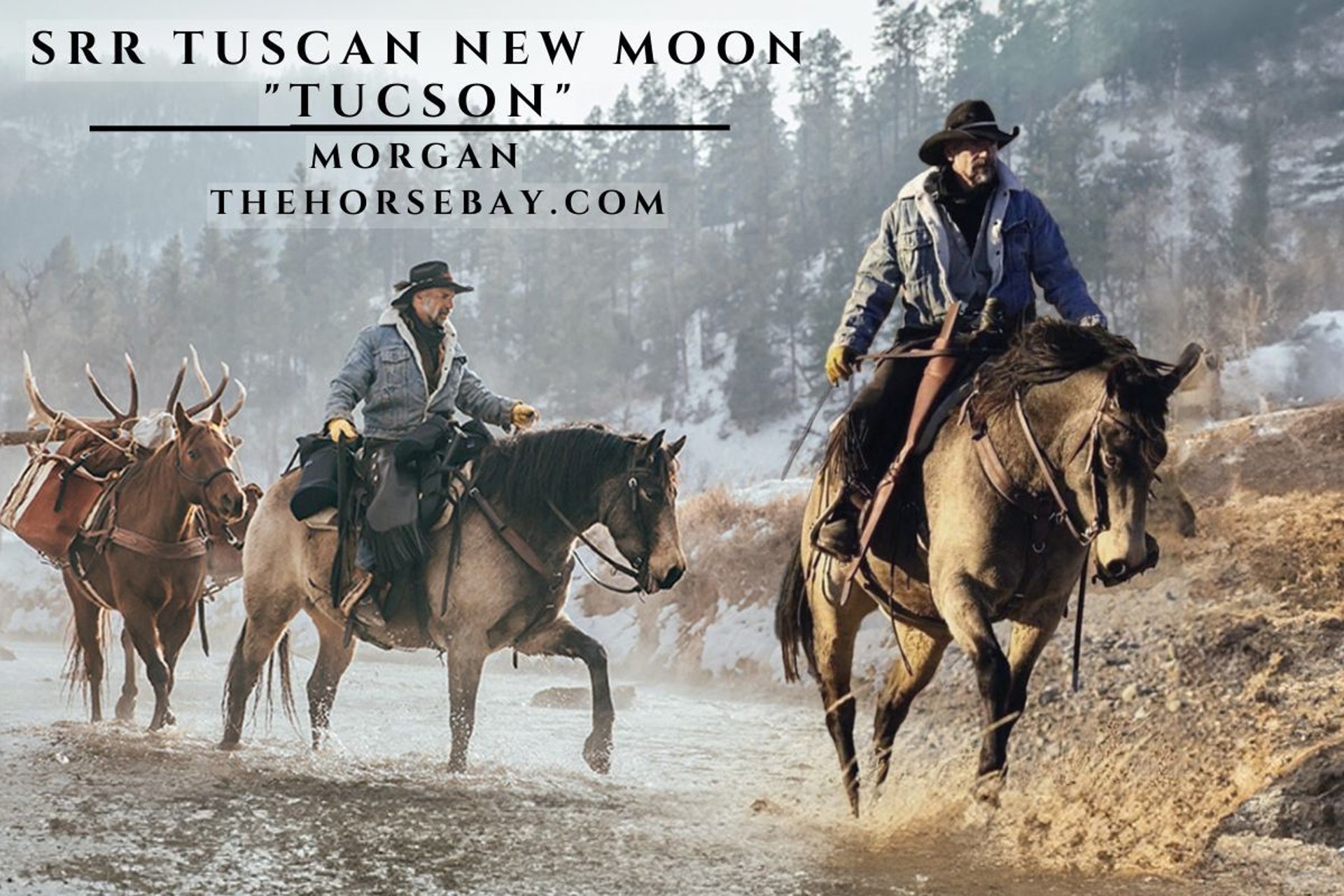 American Morgan Horse Gelding 7 years Buckskin in Piedmont, SD