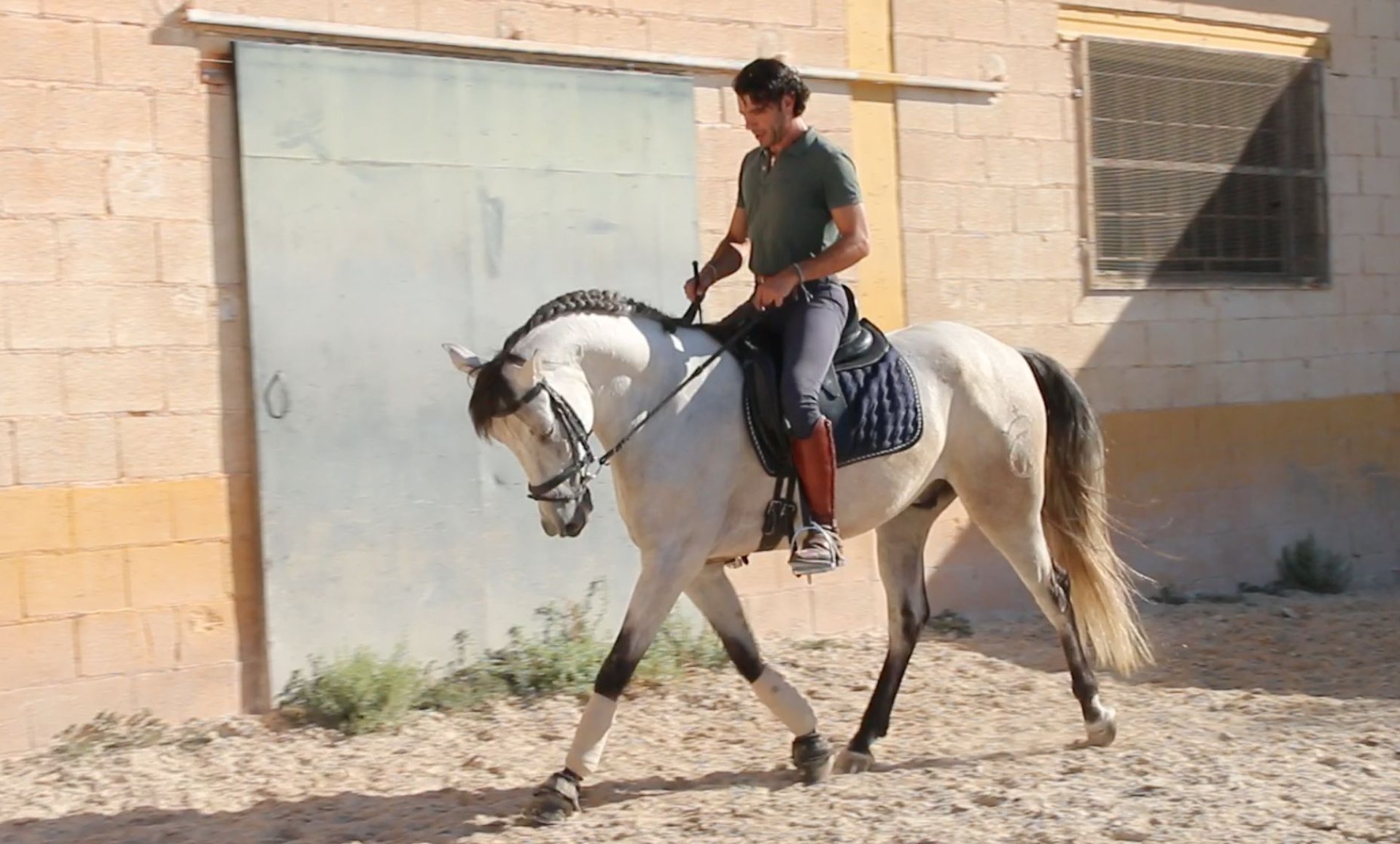 Andalusian Gelding 7 years 15,1 hh Gray-Red-Tan in Düsseldorf