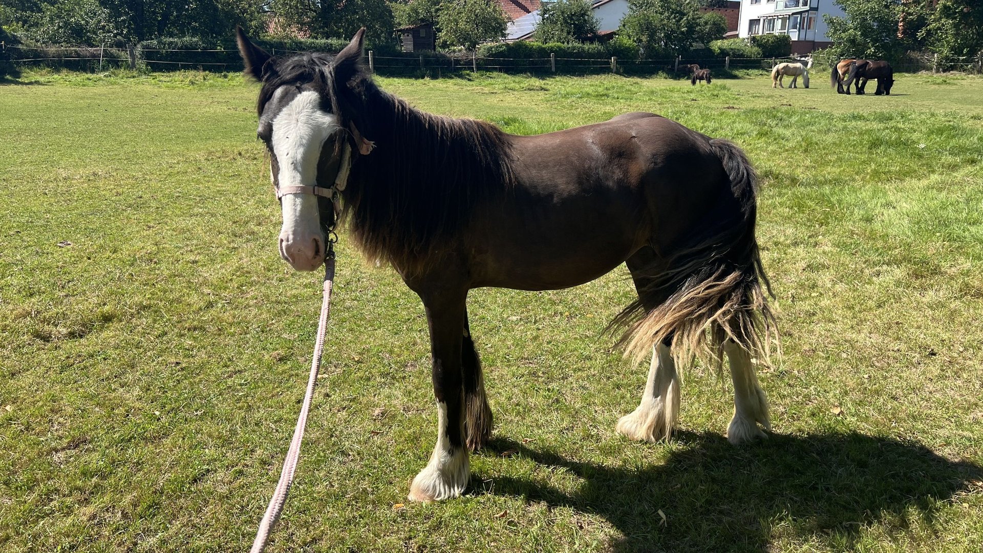 Gypsy Horse Mare 1 year 13,1 hh Black in DuderstadtDuderstadt