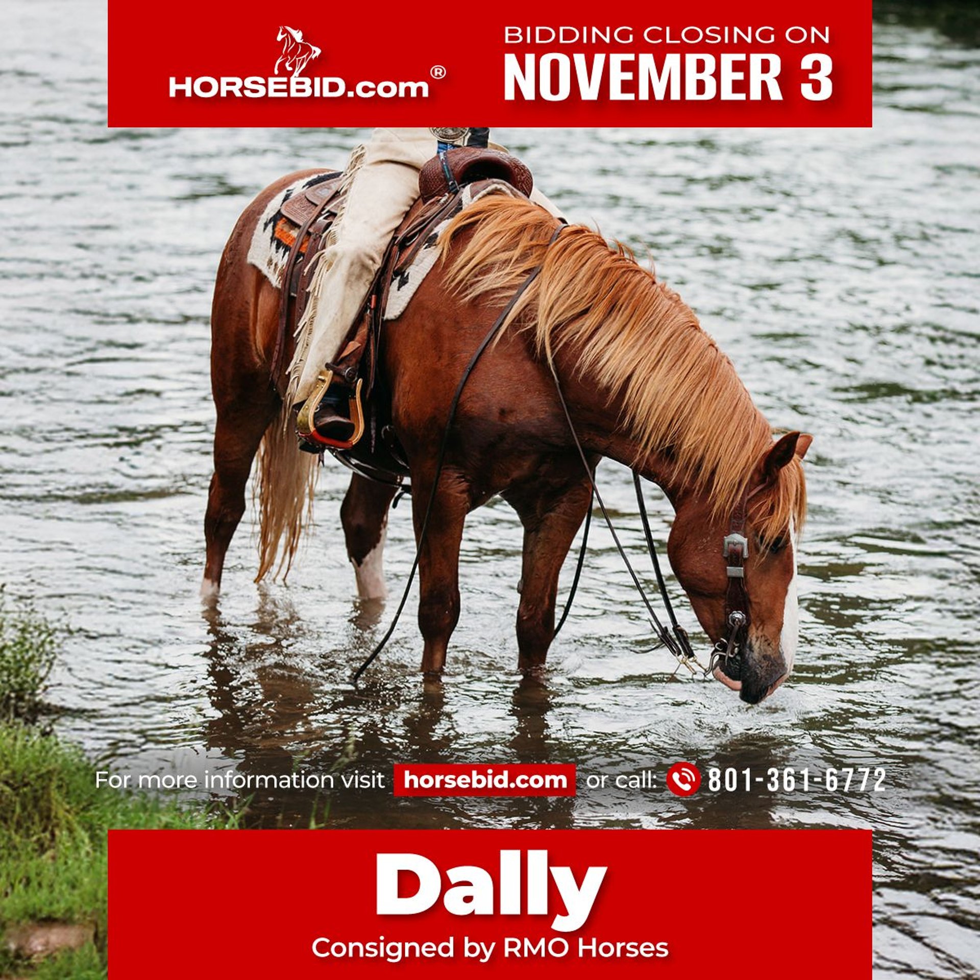 Draft Horse Mix Gelding 6 years 15,3 hh Sorrel in Heber City