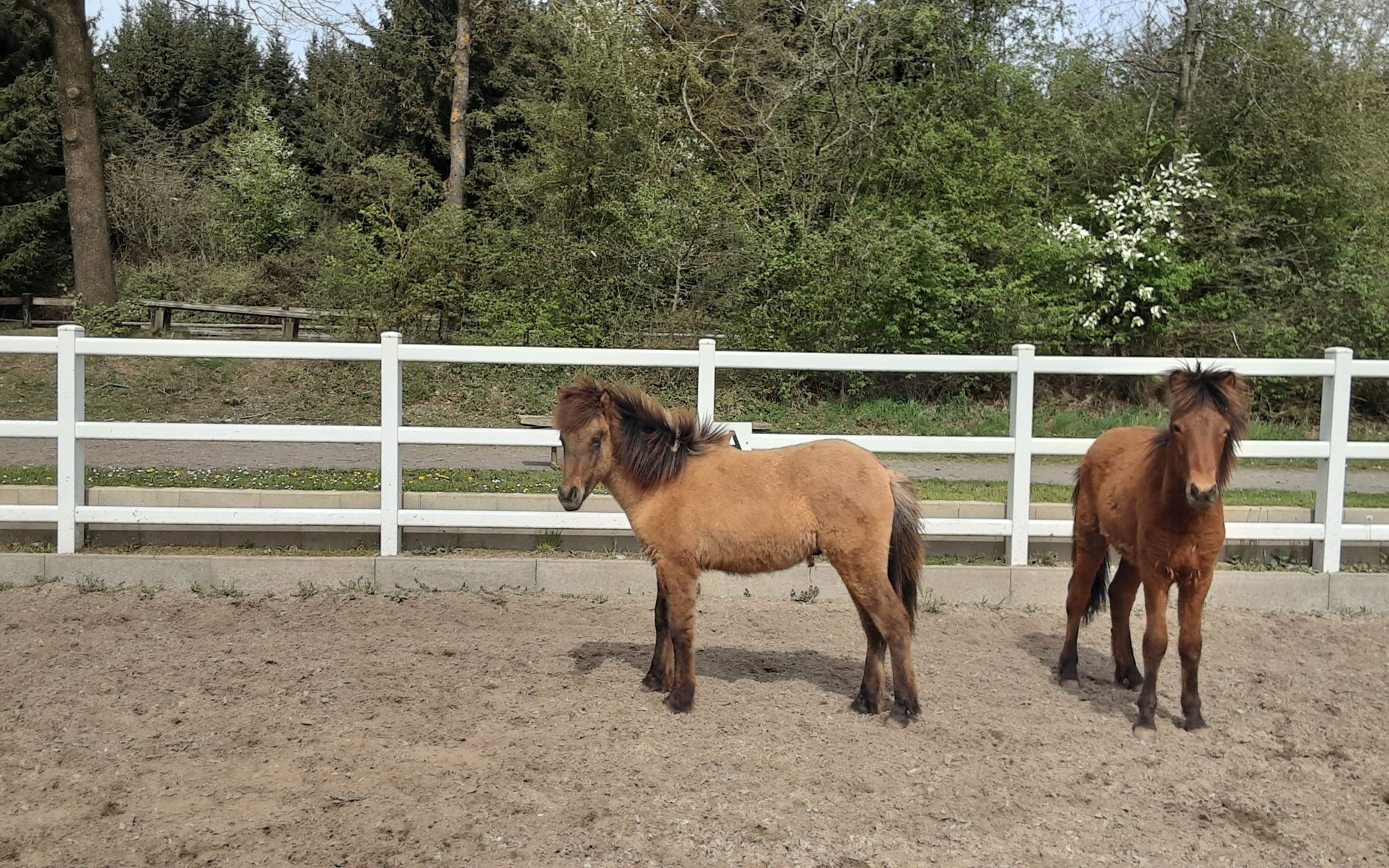 Islandpferd Hengst 1 Jahr Falbe in Nettersheim