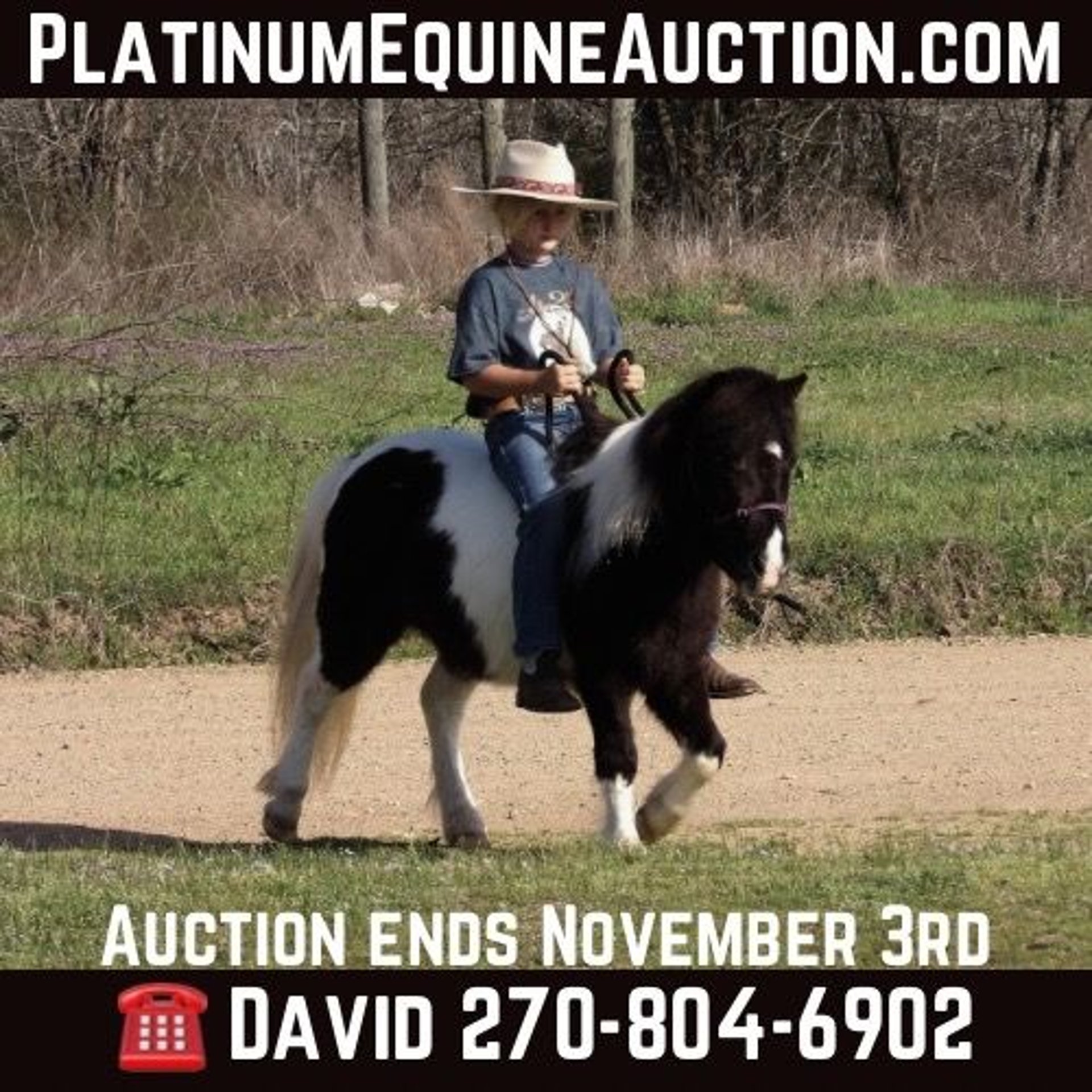 Pony of the Americas Gelding 9 years 9,1 hh Tobiano-all-colors in ...
