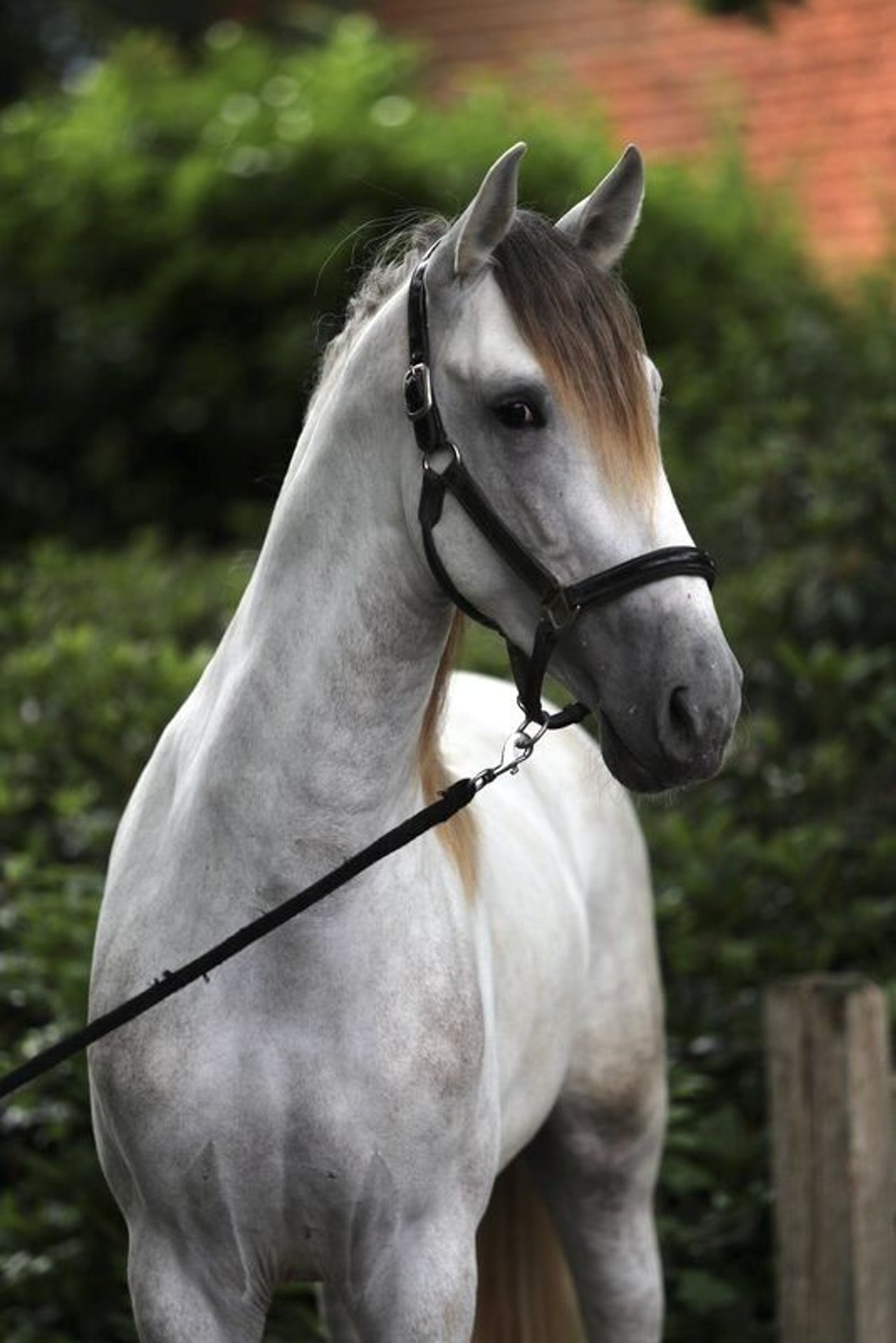 PRE Mix Stallion 3 years 16 hh Gray in Emsbüren