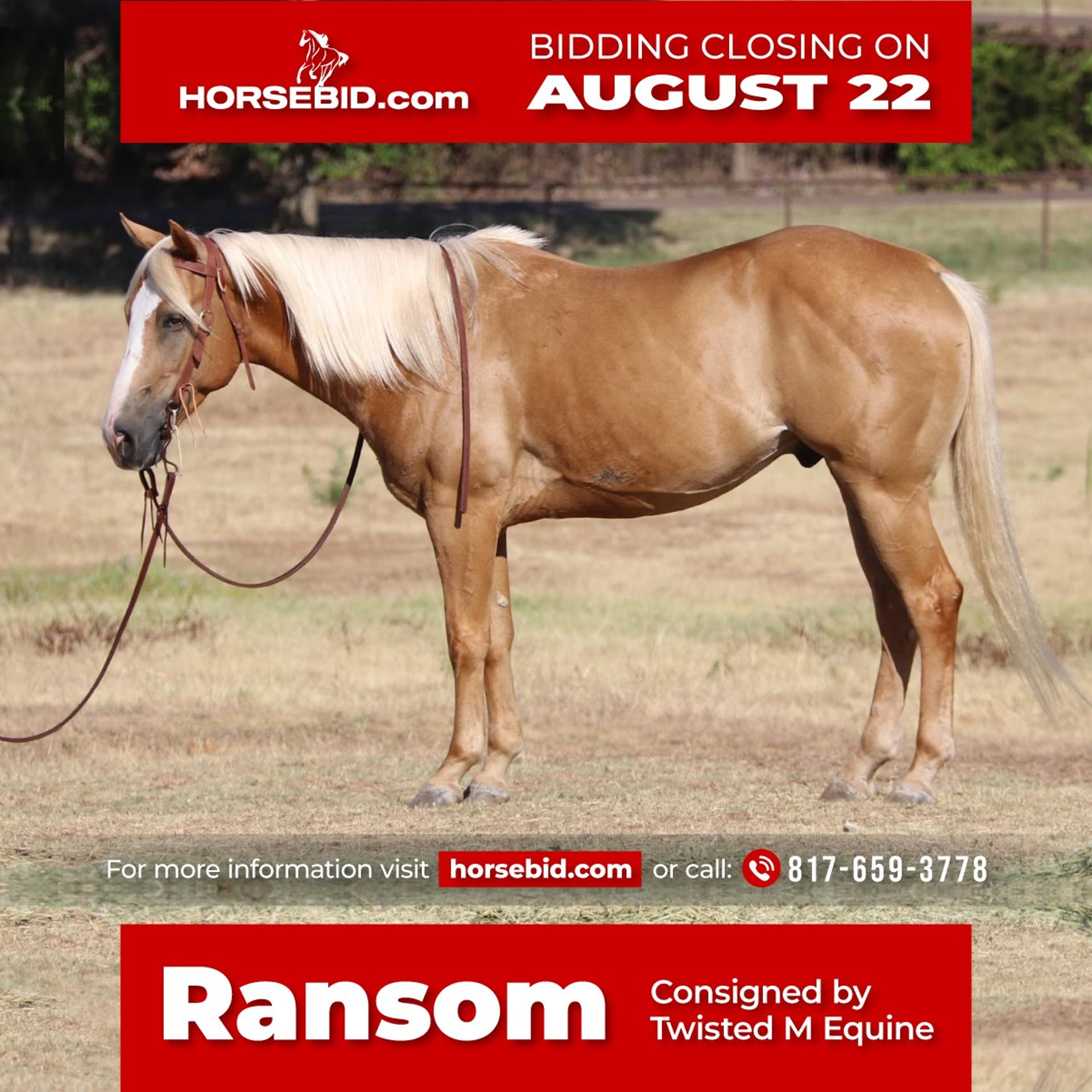 American Quarter Horse Mix Gelding 8 years 14,1 hh Palomino in Pilot ...