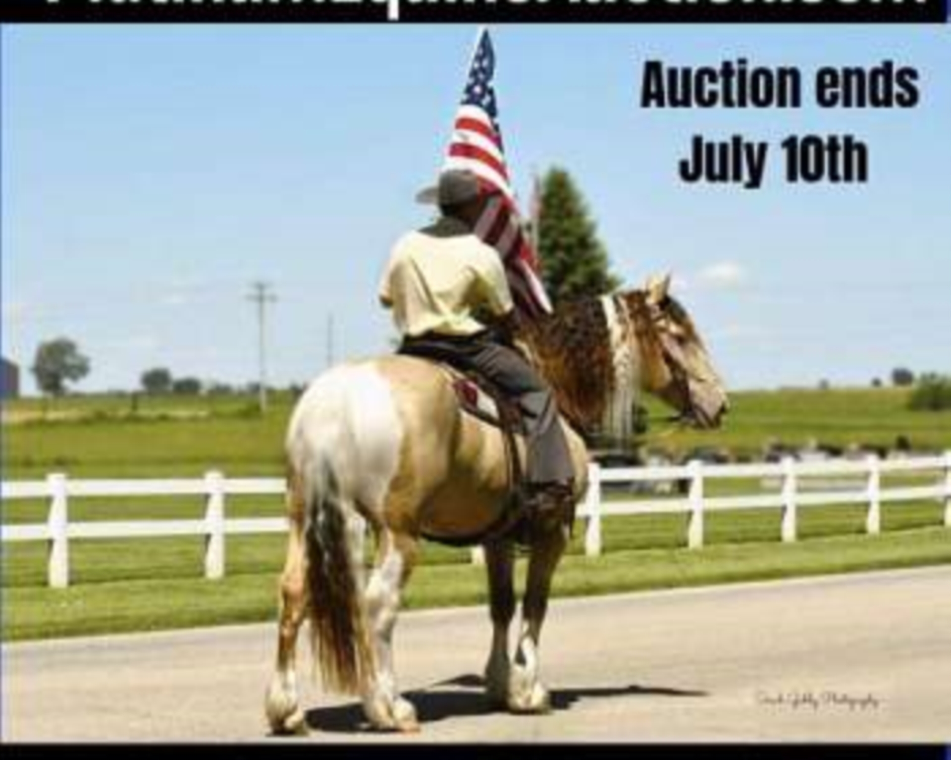 Cob Irlandese / Tinker / Gypsy Vanner Castrone 14 Anni 163 cm Champagne ...