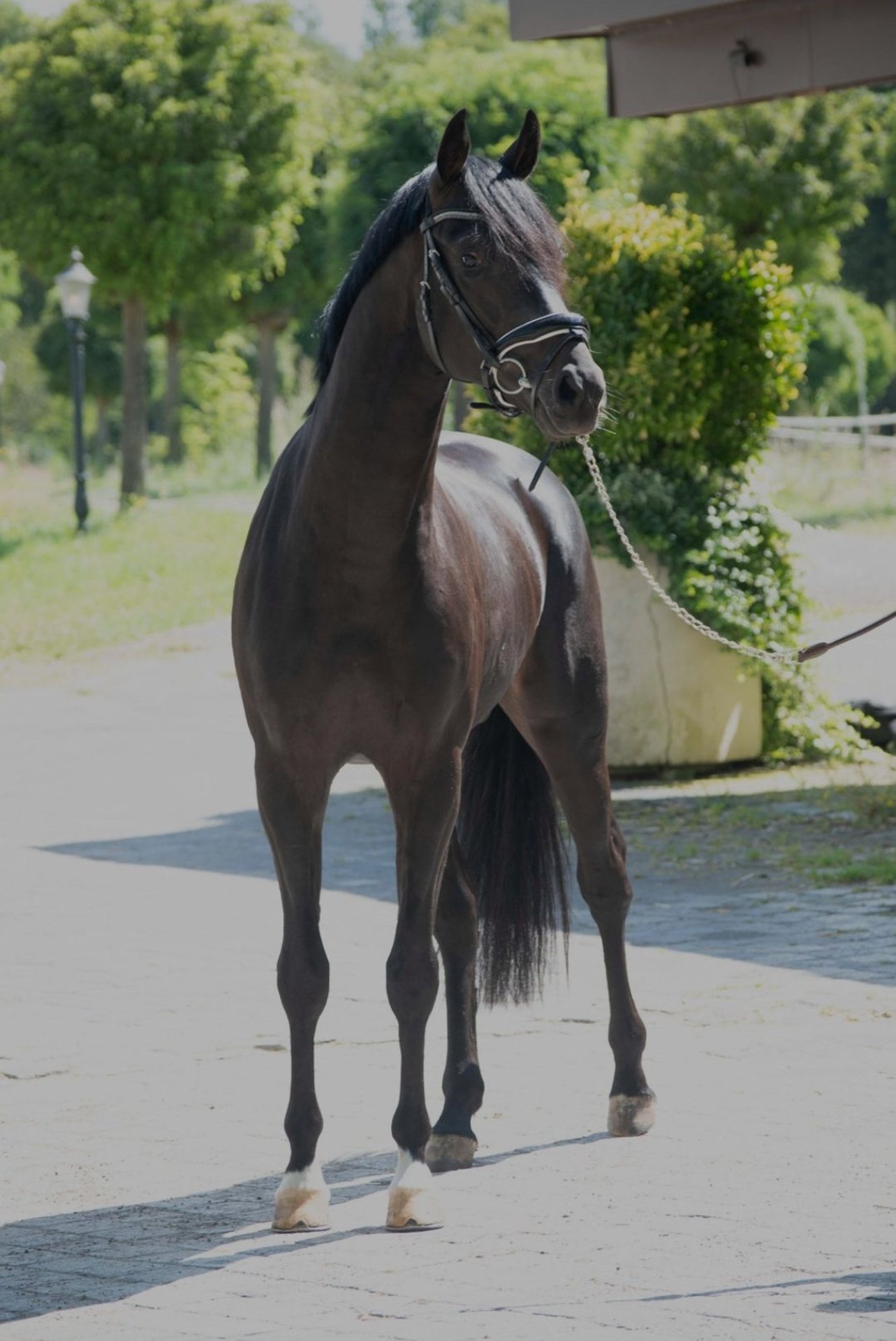 Oldenburg Stallion 3 years 16,1 hh Bay-Dark in SUSTEREN