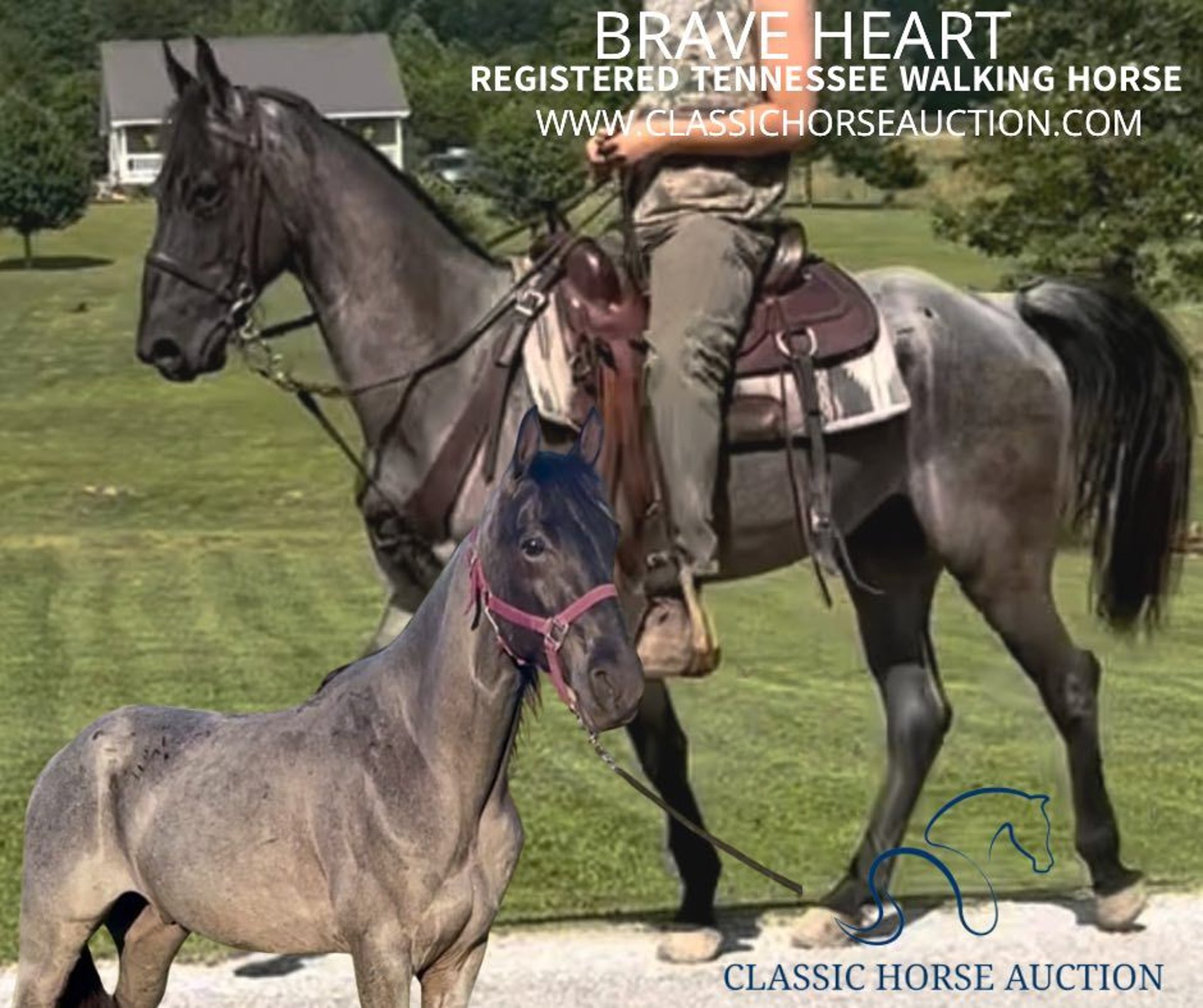 Tennessee Walking Horse Wallach 6 Jahre 152 cm Roan-Blue in Gruetli Laager, TN