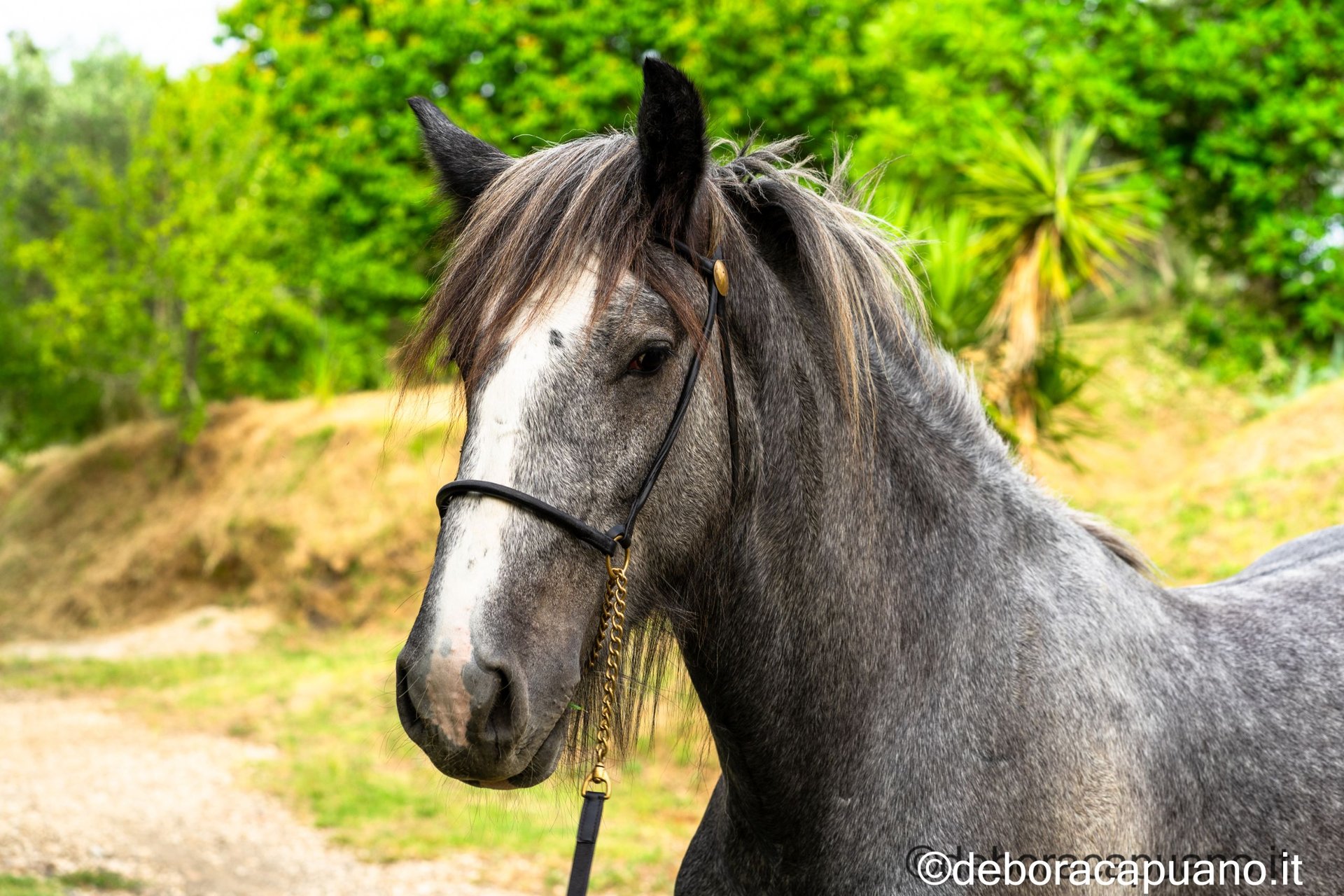 Shire Horse Stallion 3 years Gray in roma