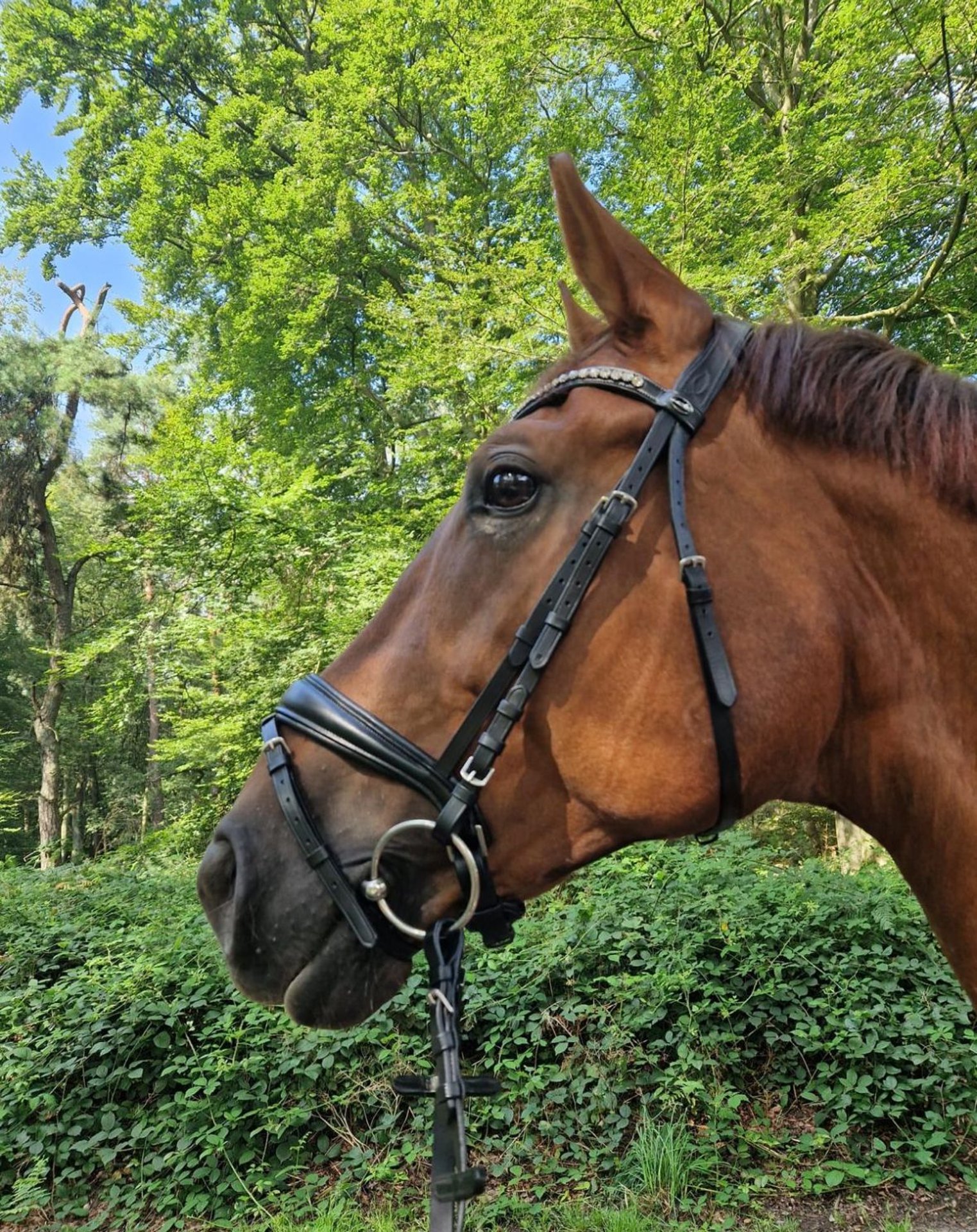 Rheinländer Stute 10 Jahre 173 cm Fuchs in Mülheim an der Ruhr