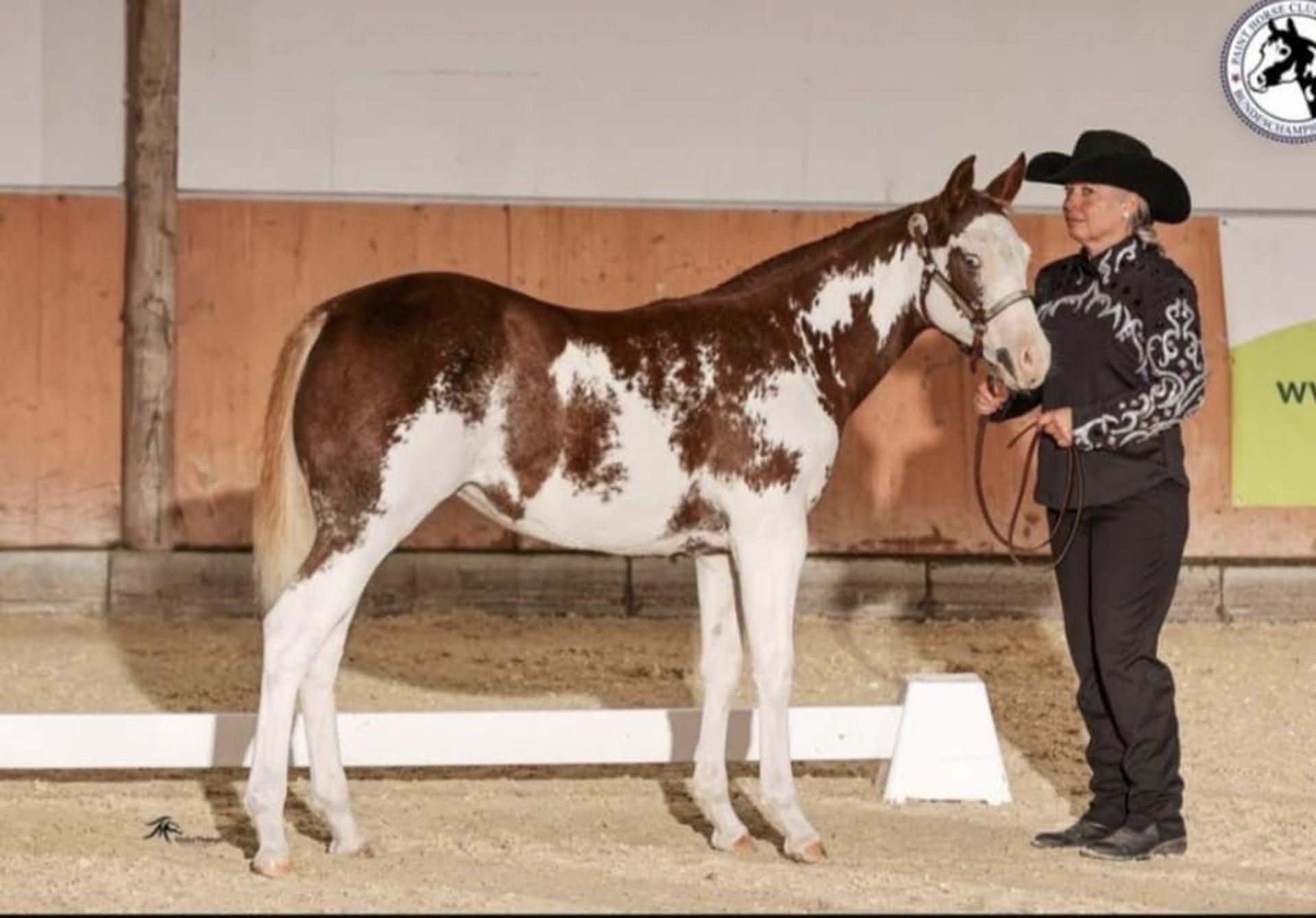 Paint Horse Mare 15 hh Overo-all-colors in EgmatingEgmating