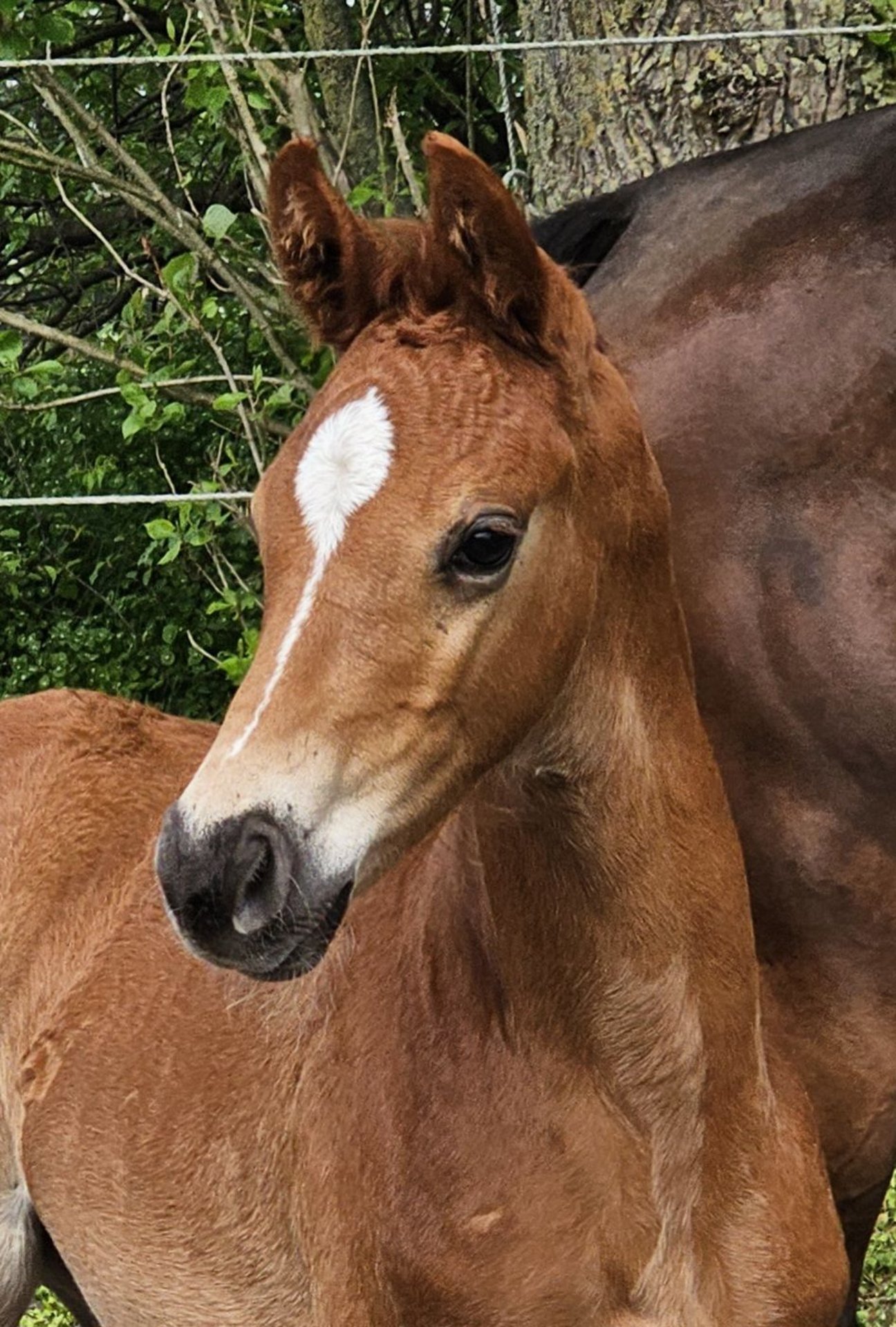 Oldenburg Stallion 1 year 16,3 hh Chestnut in Walchum