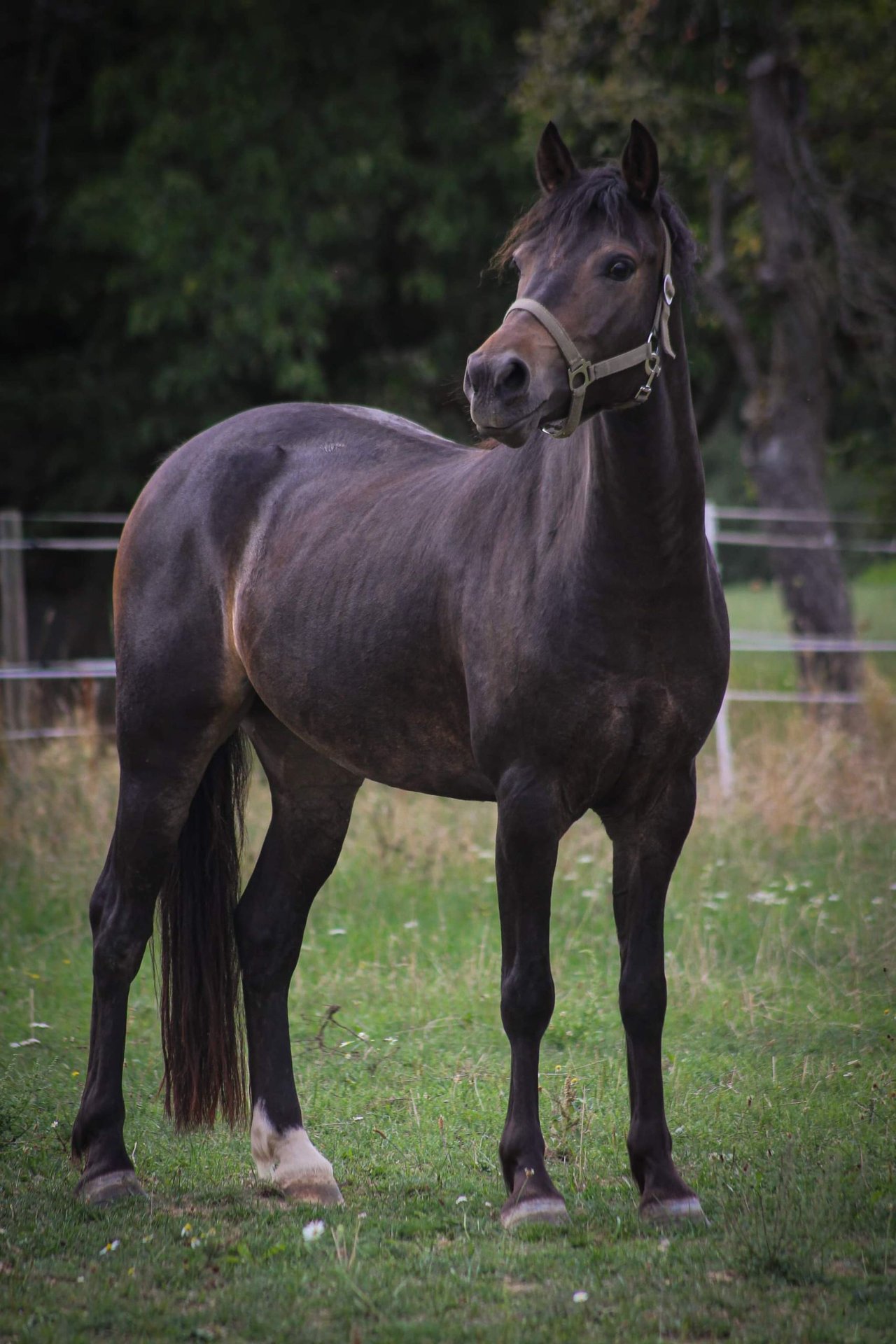 Deutsches Reitpony Wallach 9 Jahre 140 cm Dunkelbrauner in Schotten