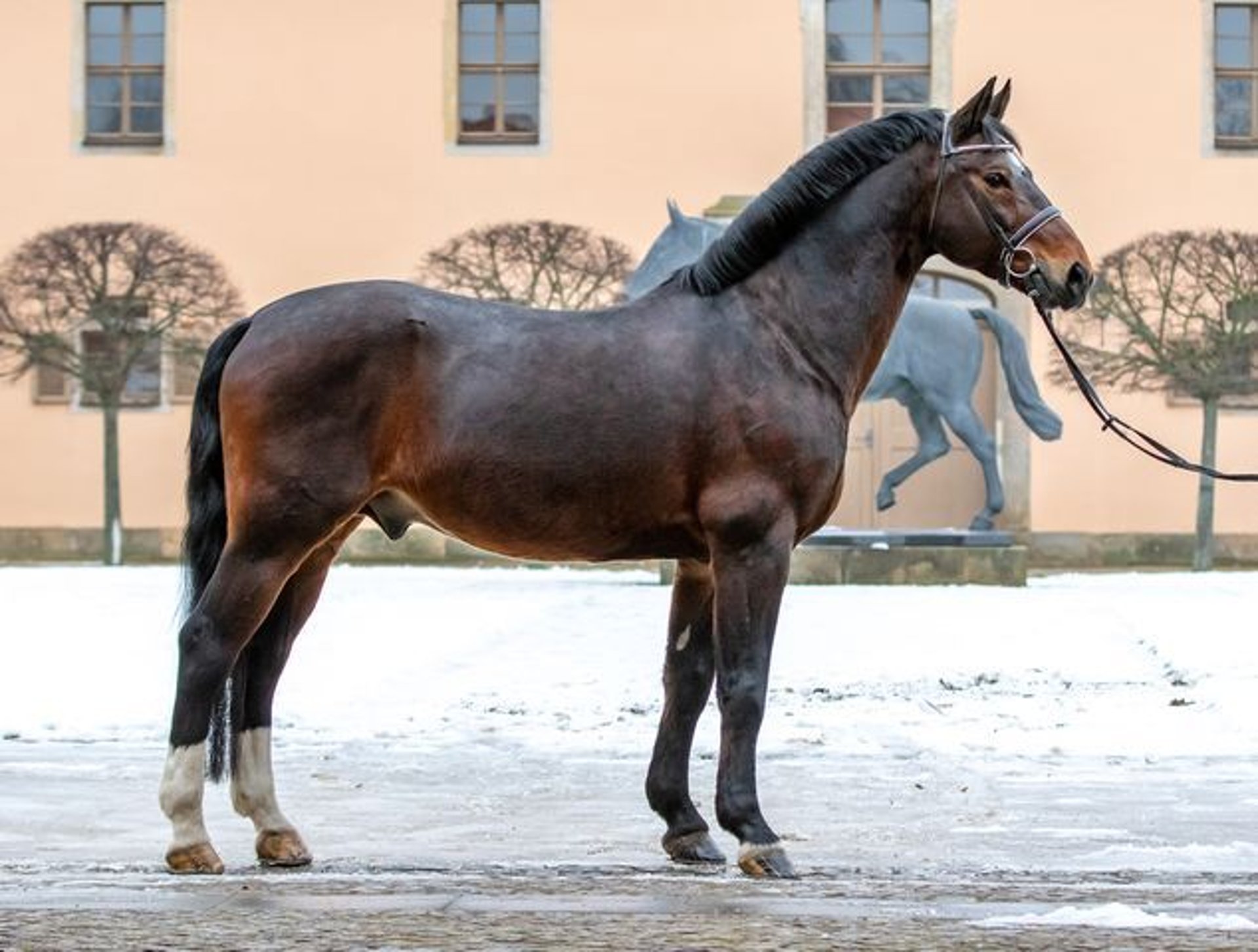 Schweres Warmblut Hengst Brauner in Bernstadt auf dem Eigen