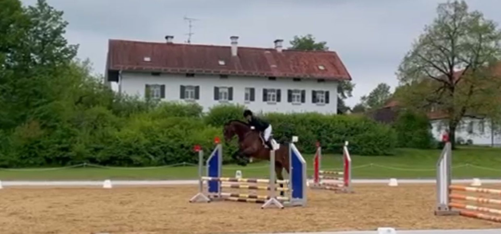 German Sport Horse Gelding 5 years 16,2 hh Bay-Dark in Murnau
