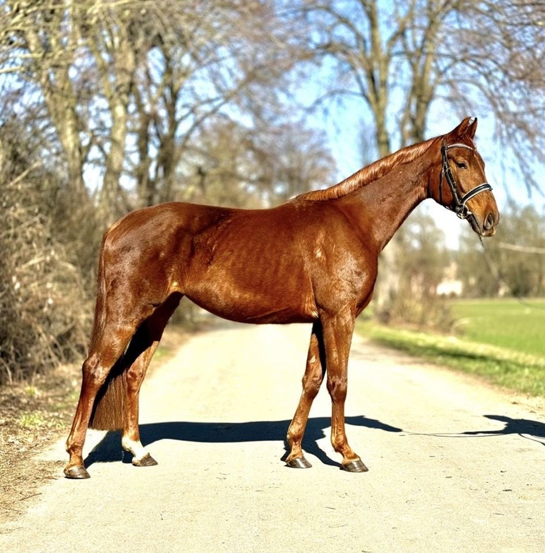 Westphalien Jument 5 Ans 163 cm Alezan in Kerpen
