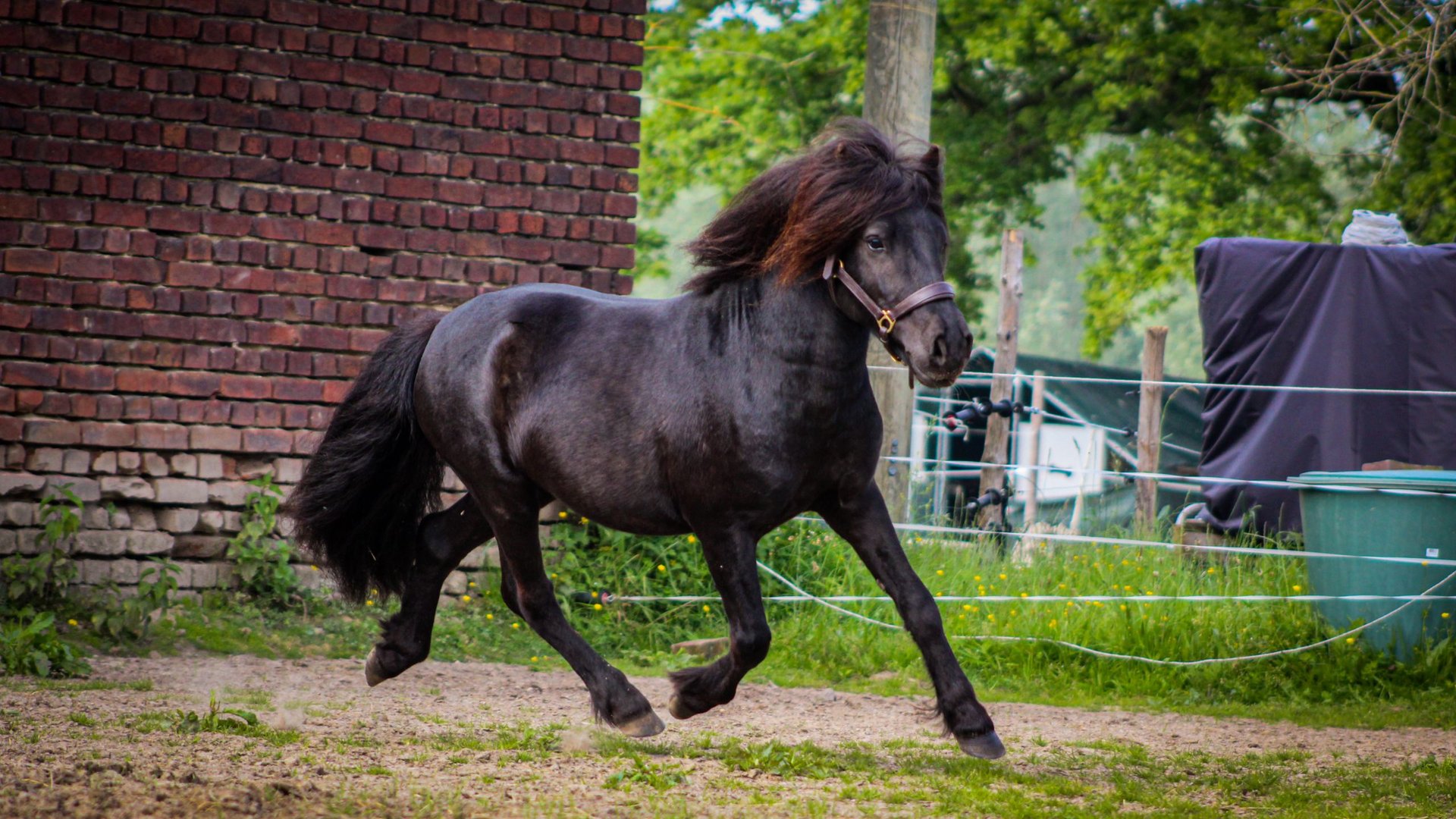 Shetland Ponys Hengst Rappe in Mönchengladbach