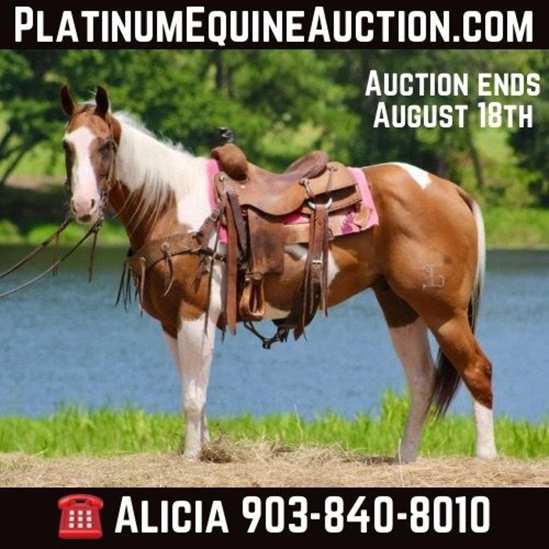 American Quarter Horse Gelding 7 years 14,3 hh Tobiano-all-colors in ...