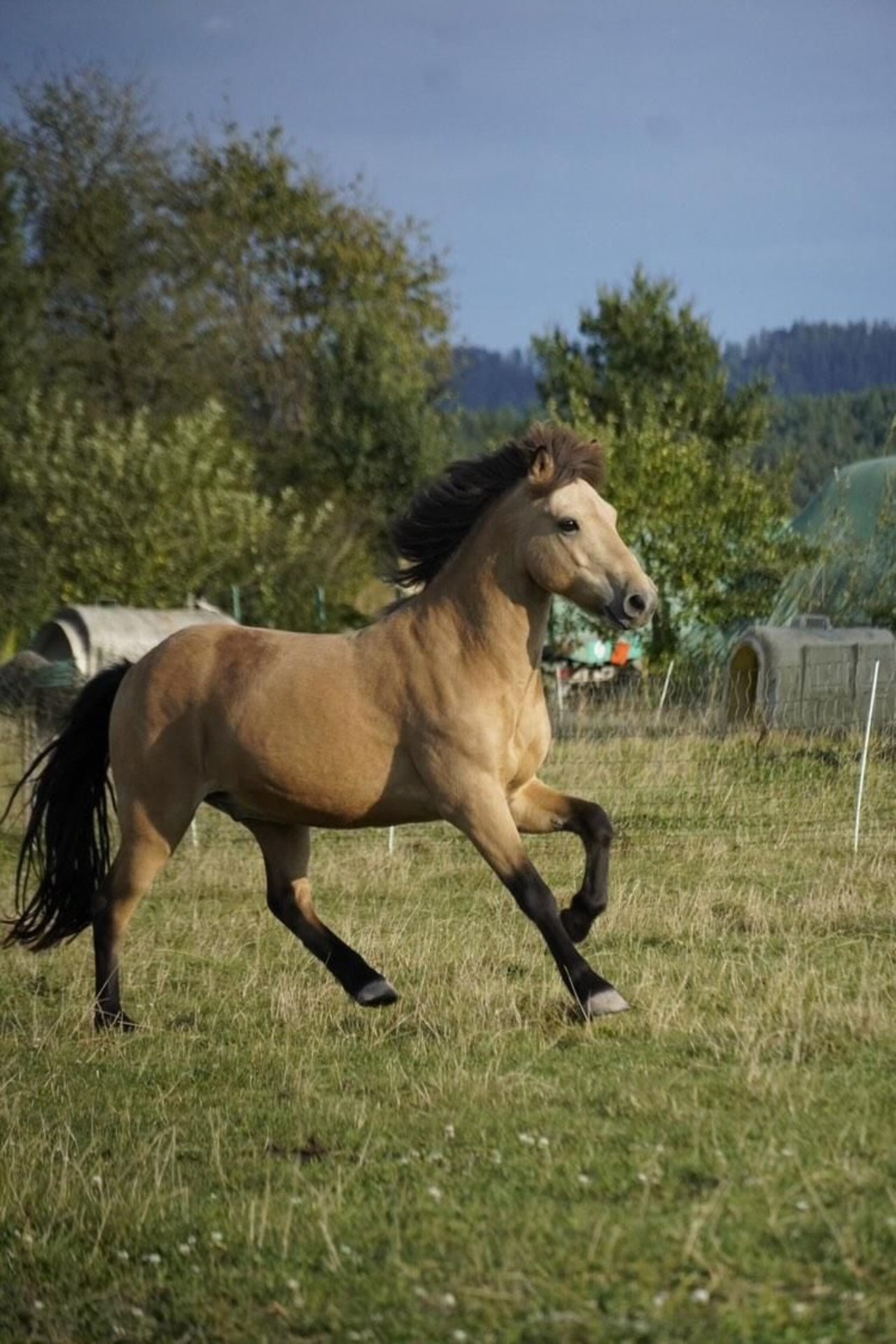 Islandpferd Wallach 8 Jahre 140 cm Falbe in Mitwitz