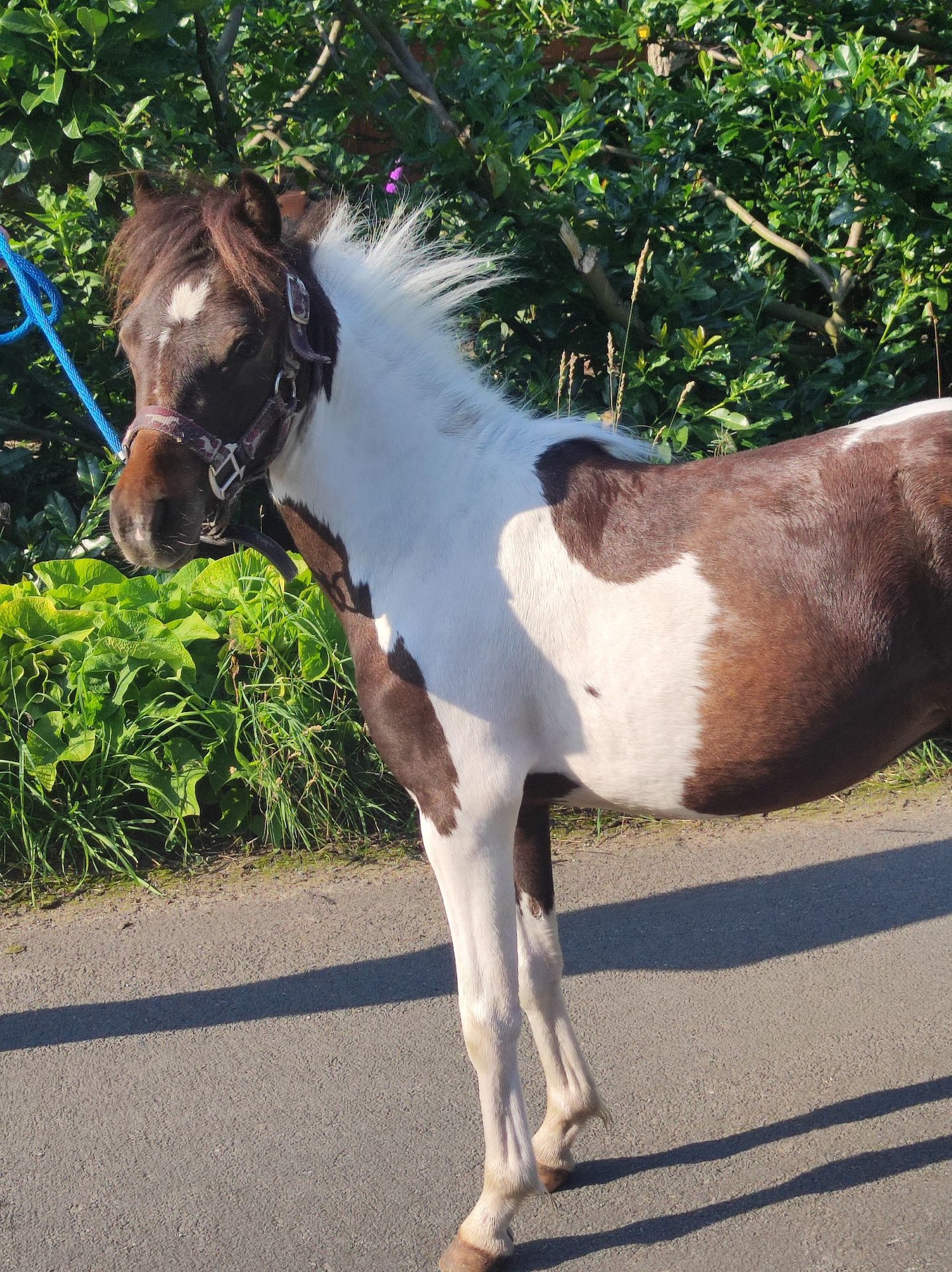 American Miniature Horse Stallion 1 year 8,2 hh Pinto in Selm