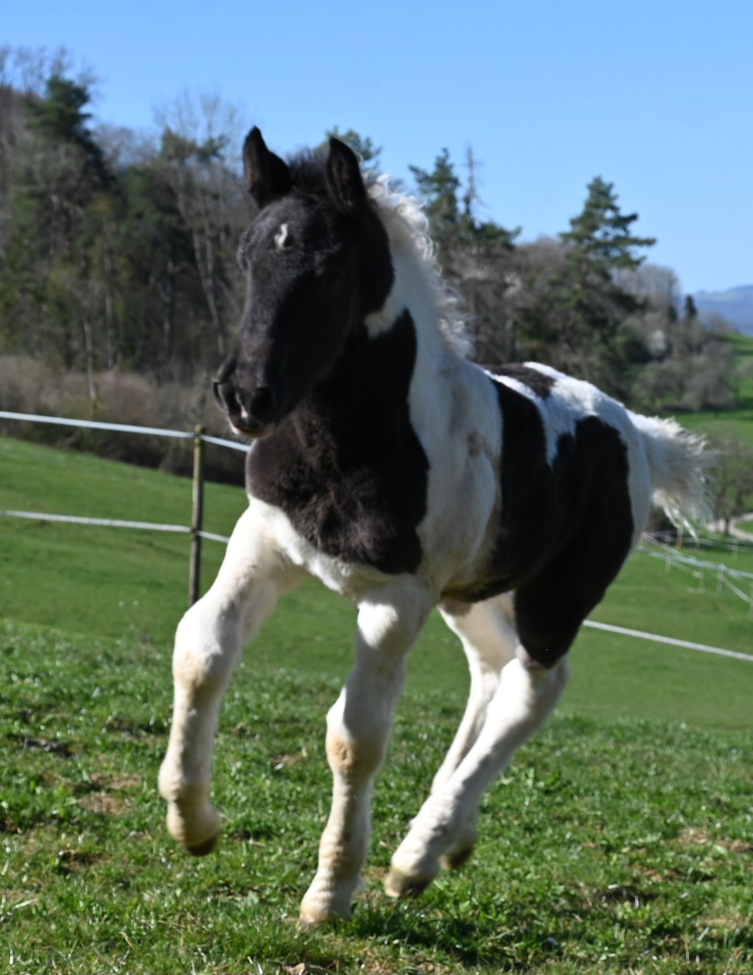 Noriker Mare Tobiano-all-colors in Klettgau