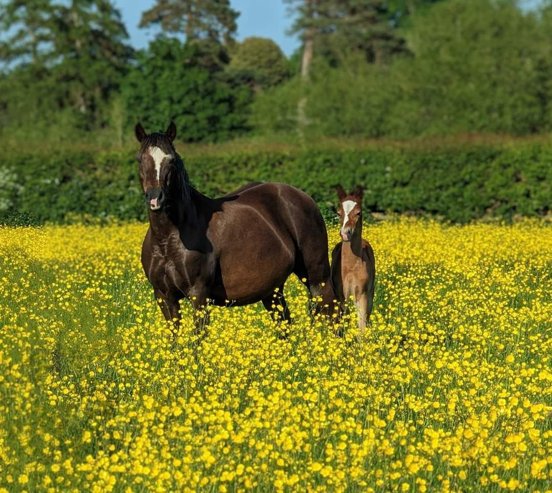Welsh-C Stute 17 Jahre 138 cm Dunkelfuchs in Worcester