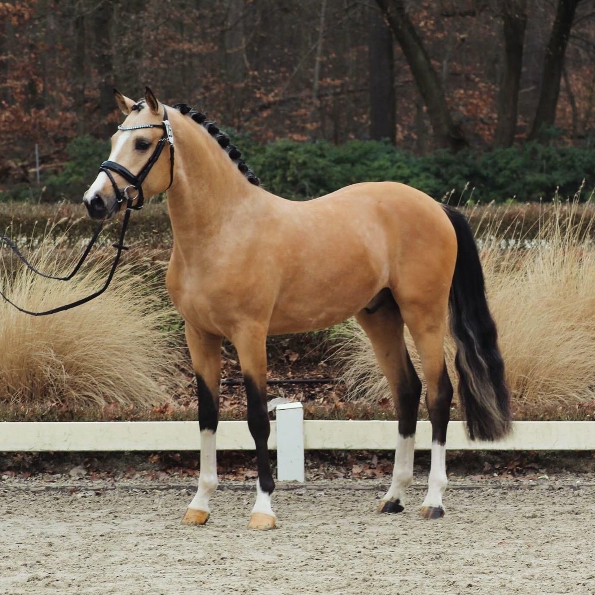 German Riding Pony Stallion Dun in Goch
