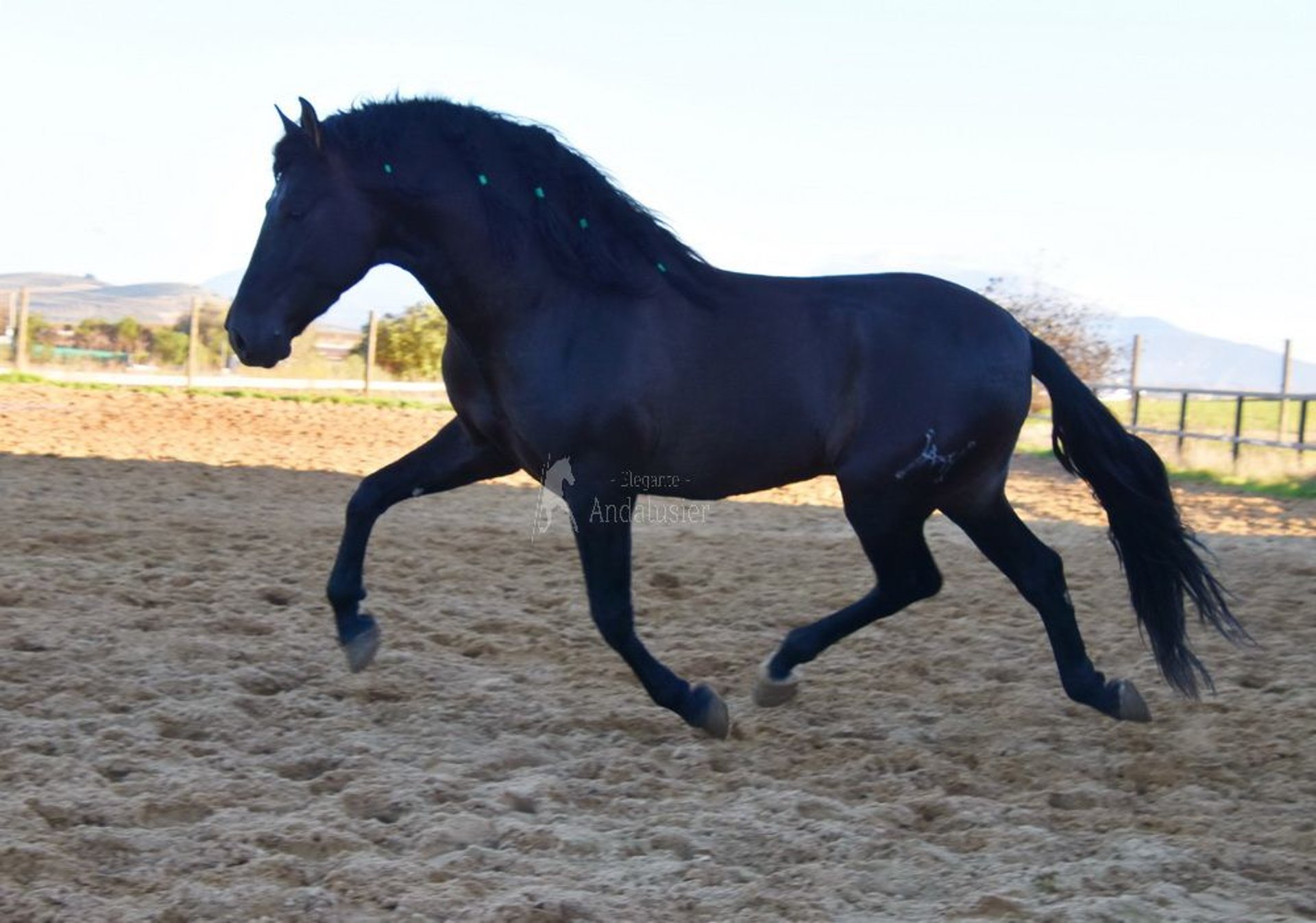 PRE Hengst 5 Jahre 165 cm Rappe in Provinz Malaga