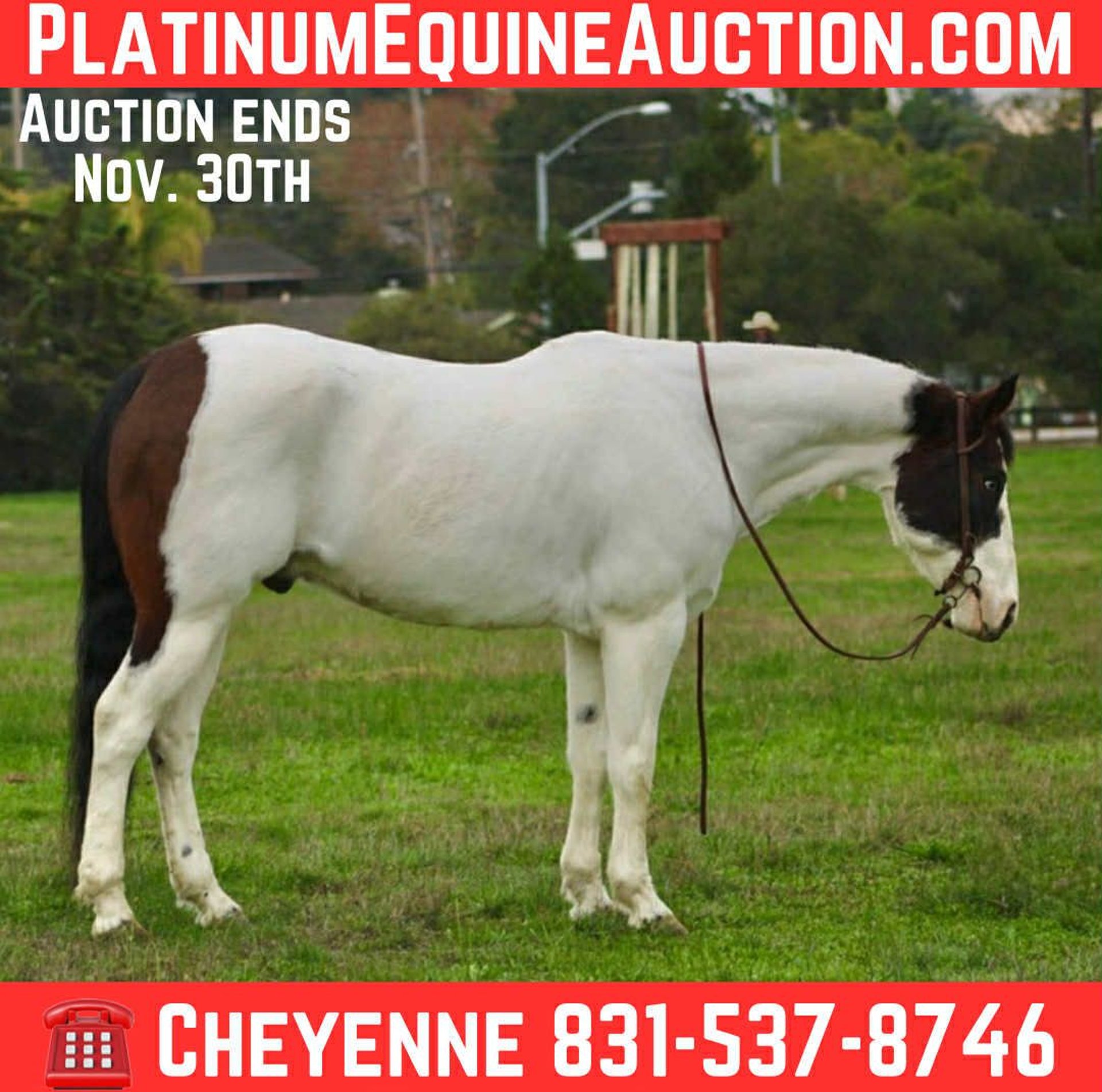 American Quarter Horse Gelding 13 years 14,2 hh Tobiano-all-colors in ...