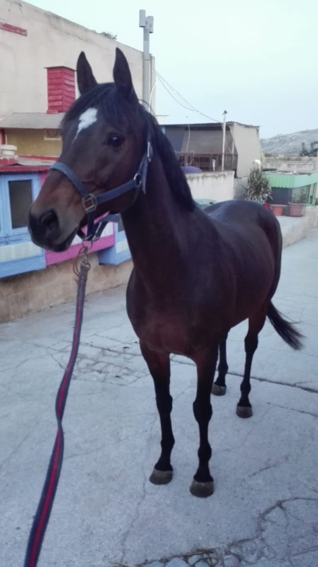 Irish Thoroughbred Mare 15 years 16 hh Brown in Maghtab