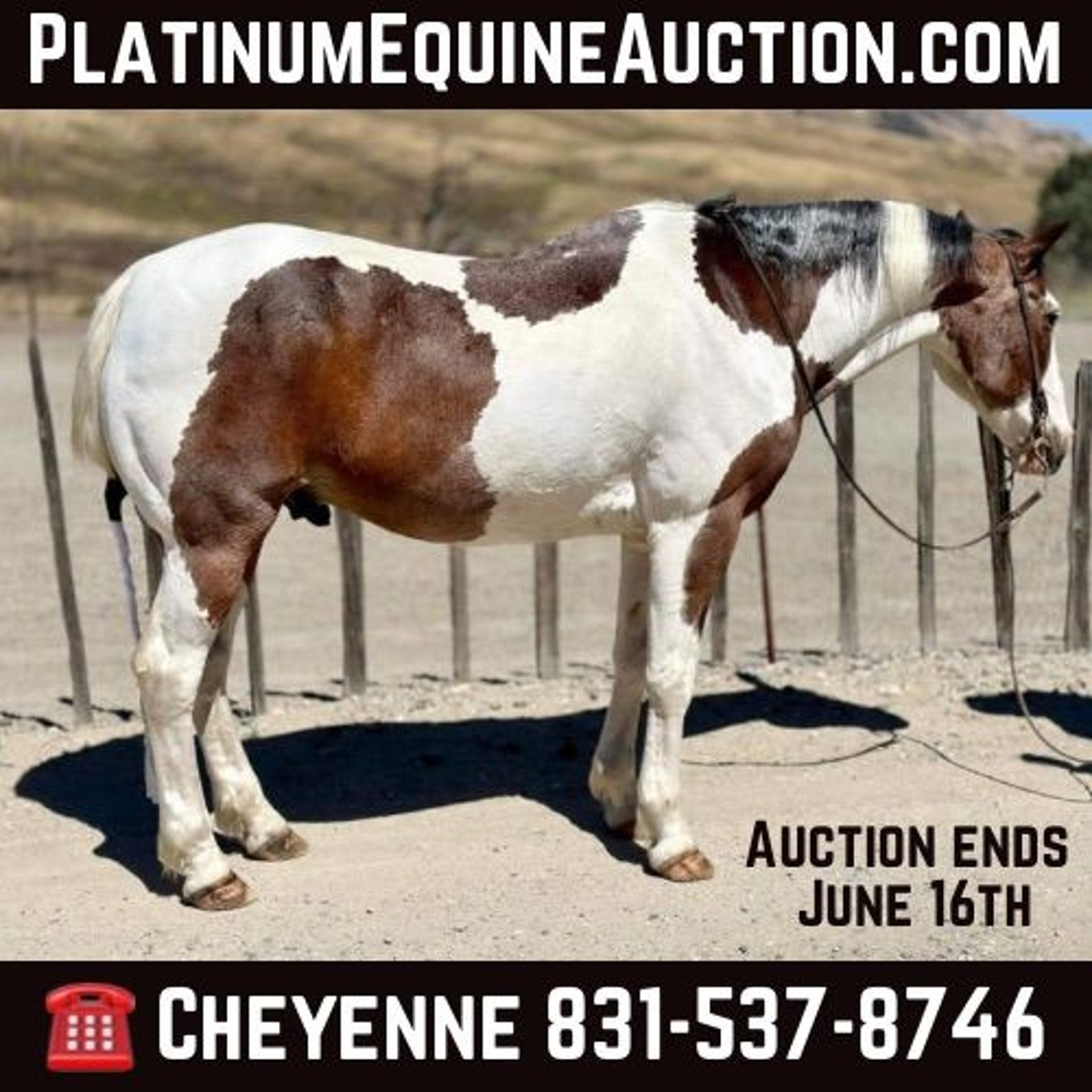American Quarter Horse Ruin 13 Jaar 152 cm Tobiano-alle-kleuren in ...