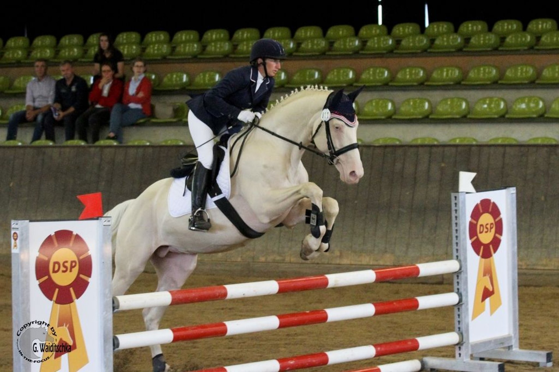 Caballo alemán Semental Cremello in Beaumont pied-de-boeuf