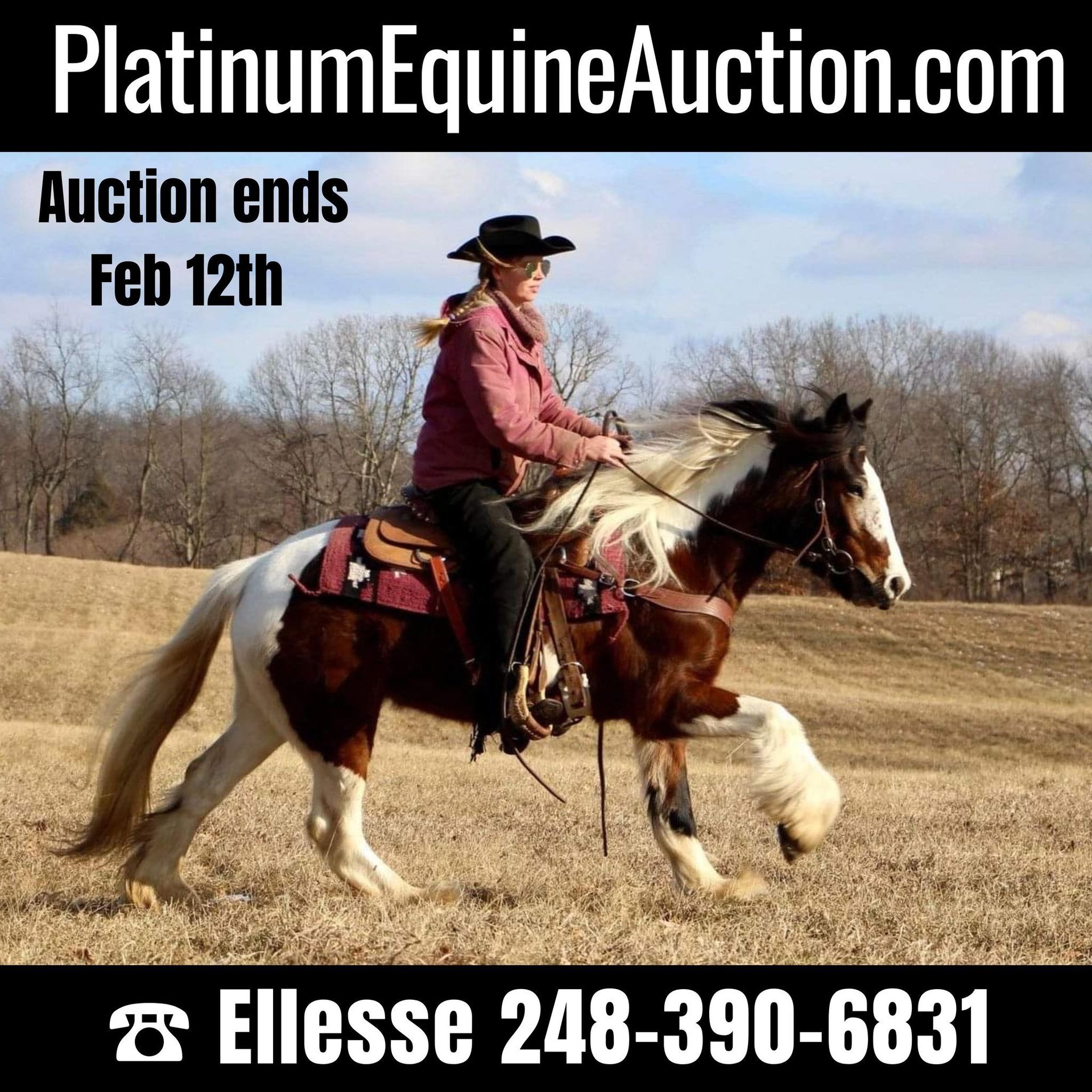 Gypsy Horse Mare 5 years 14 hh Tobiano-all-colors in Highland Mi