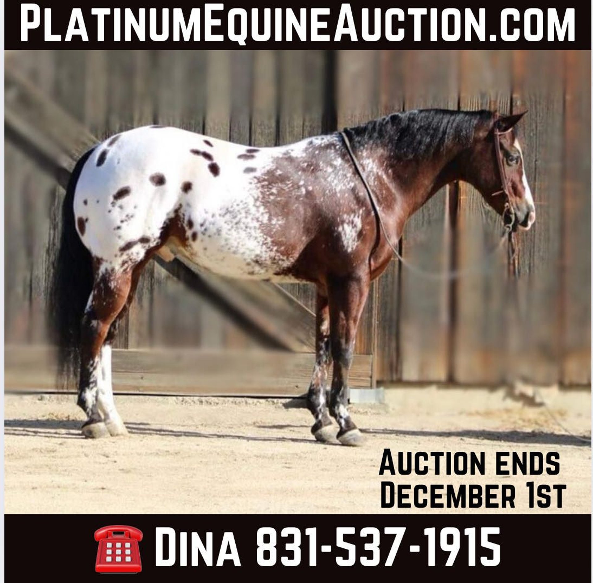 American Quarter Horse Gelding 12 years 15,1 hh Bay in Paicines CA
