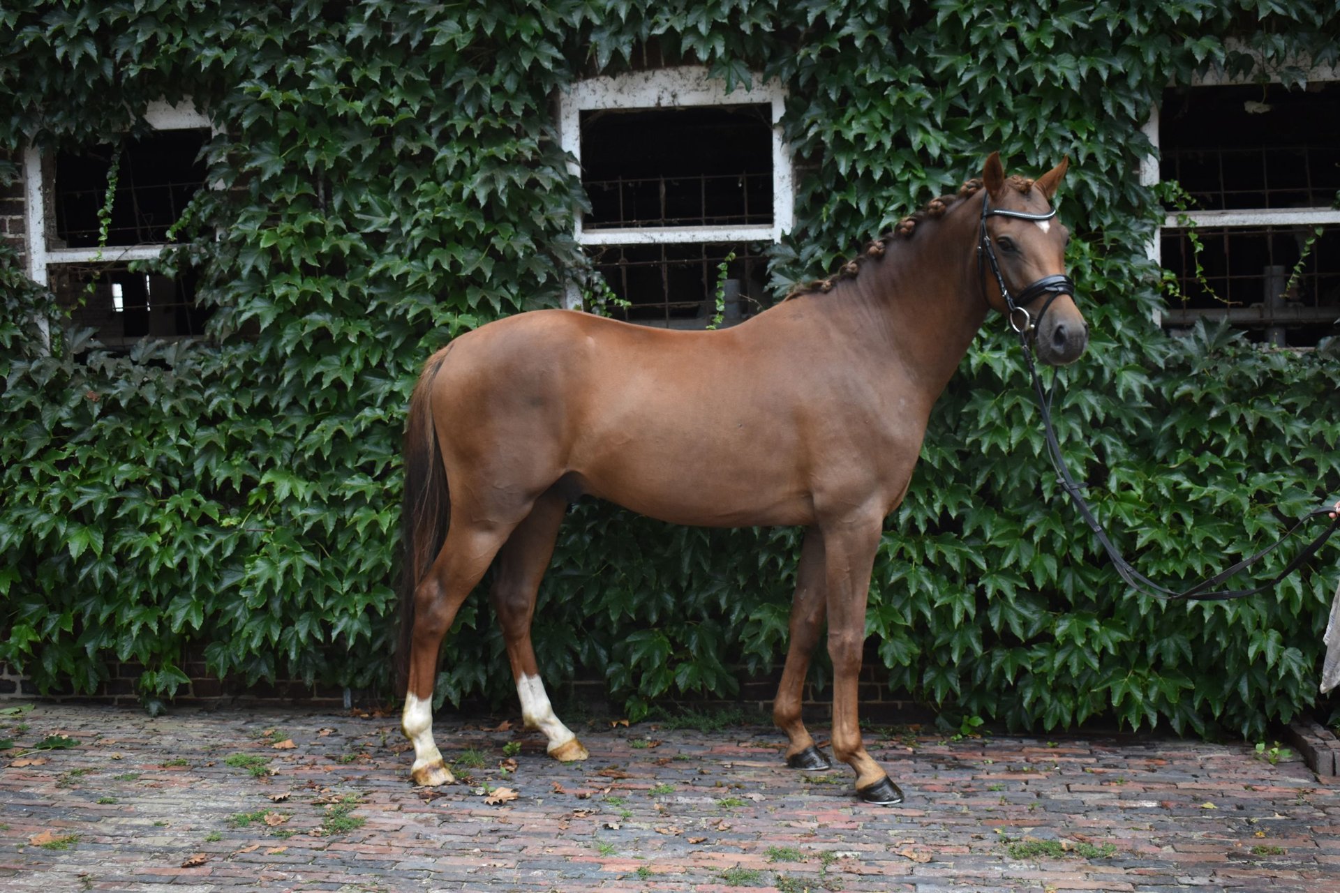 Deutsches Reitpony Hengst 3 Jahre 145 cm Dunkelfuchs in Rastede