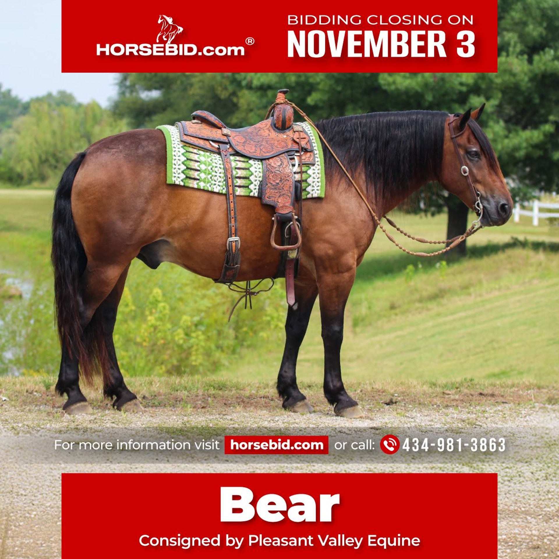 Gypsy Horse Mix Gelding 10 years 14,3 hh Bay in Robards