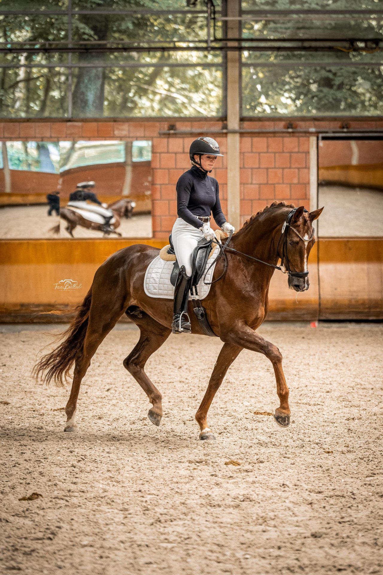 Rheinländer Stute 6 Jahre 173 cm Dunkelfuchs in Vettweiß