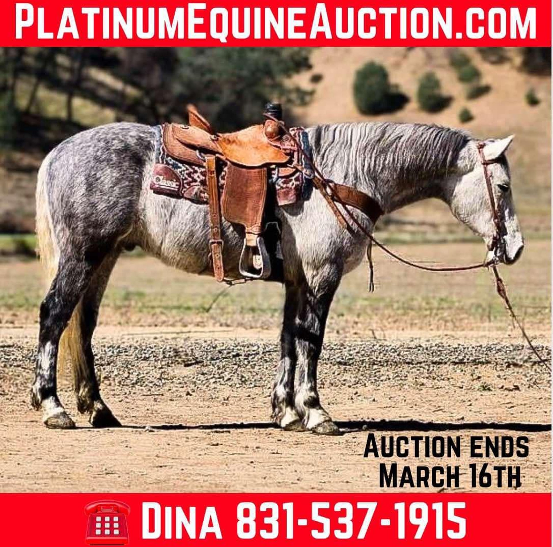 Friesian horses Gelding 7 years 15 hh Grey-Dapple in Paicines CA