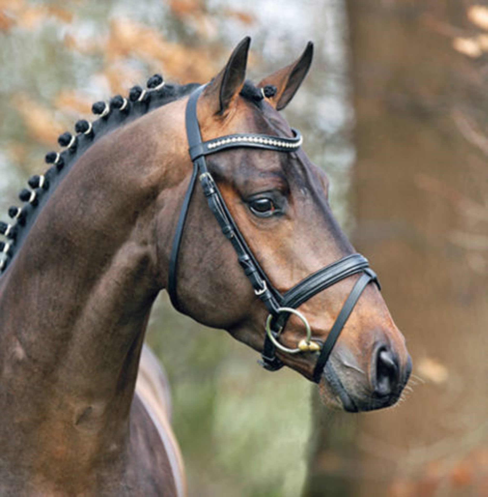 Oldenburg Stallion Bay-Dark in Löningen