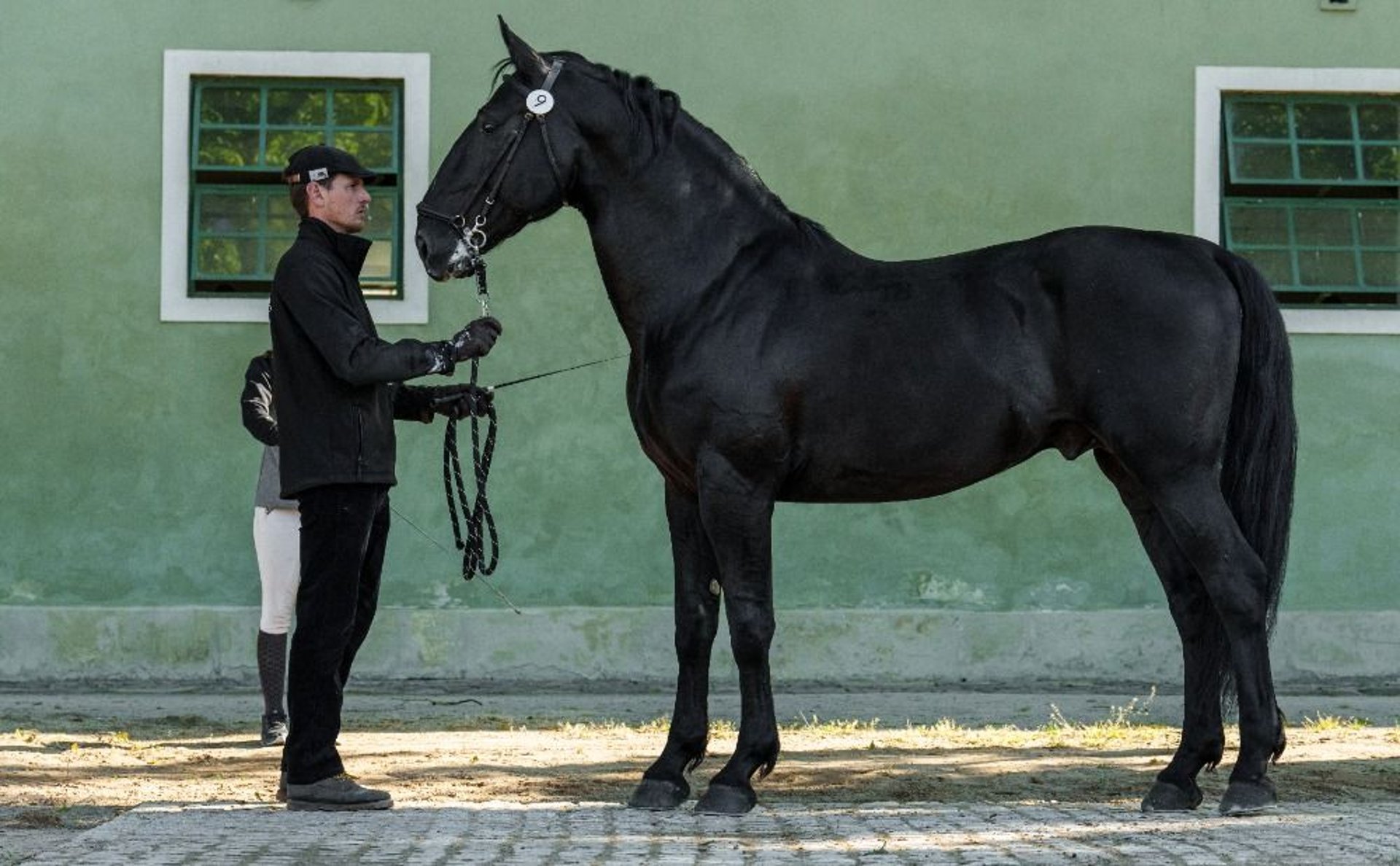 Kladruby Stallion 10 years 16,1 hh Black in Havlíčkův Brod