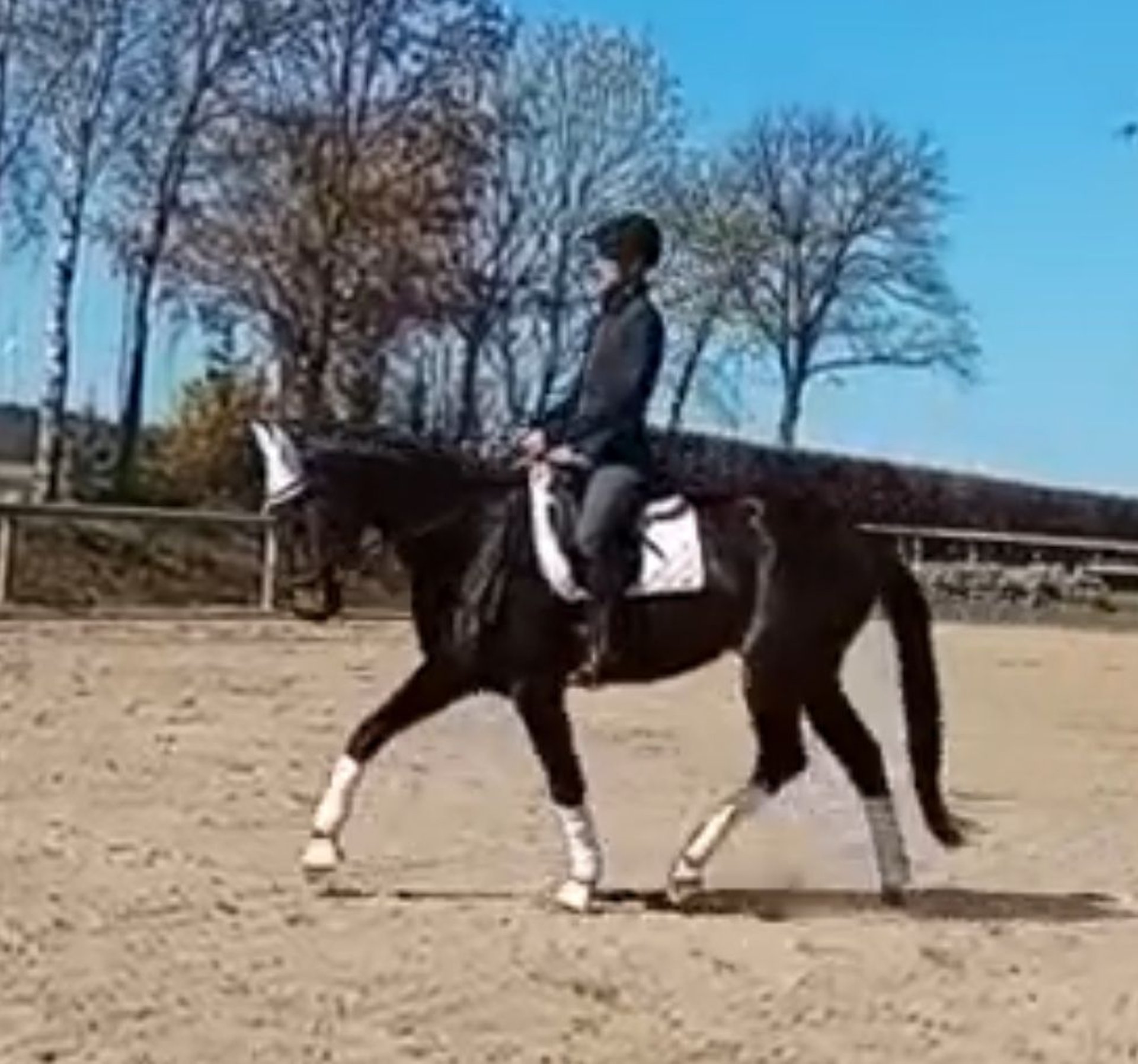 German Sport Horse Gelding 4 years 16,3 hh Bay-Dark in Michaelisbruch