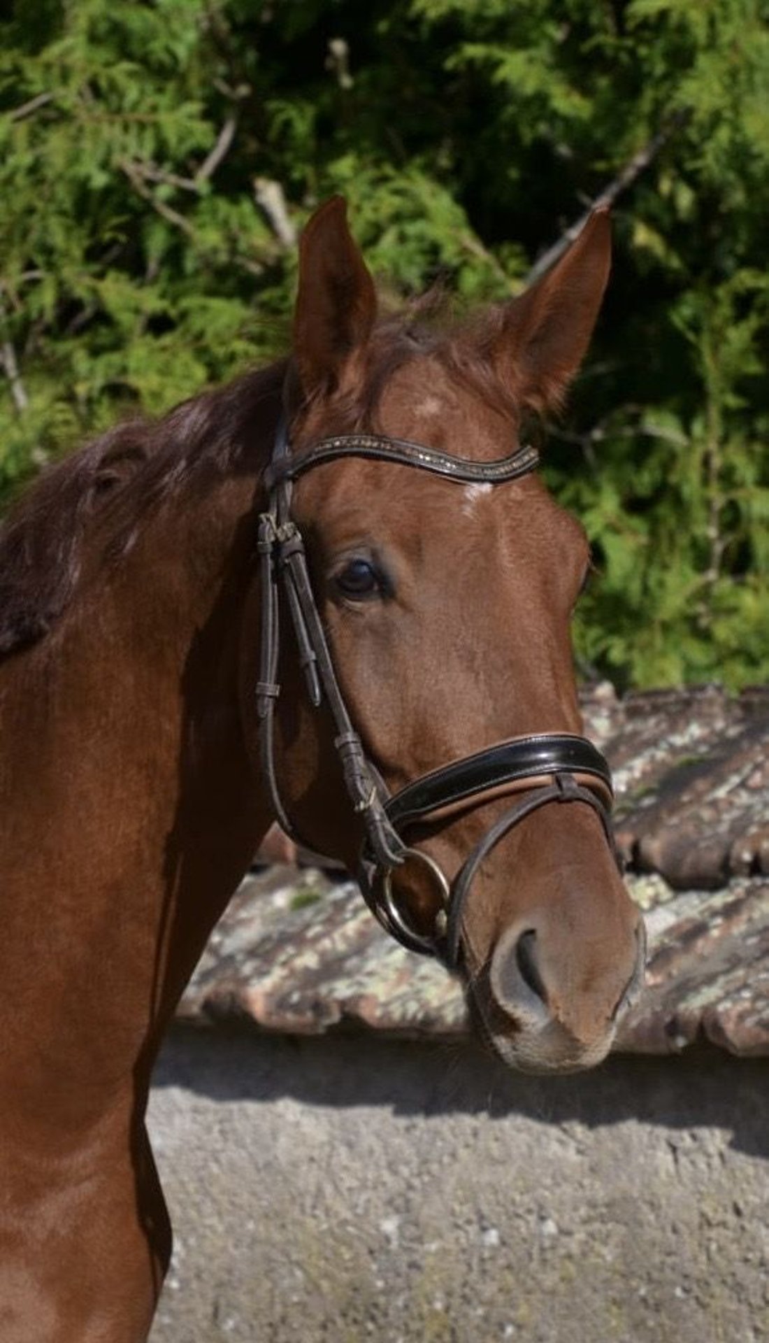Oldenburg Gelding 5 years 17 hh Chestnut-Red in Tannhausen