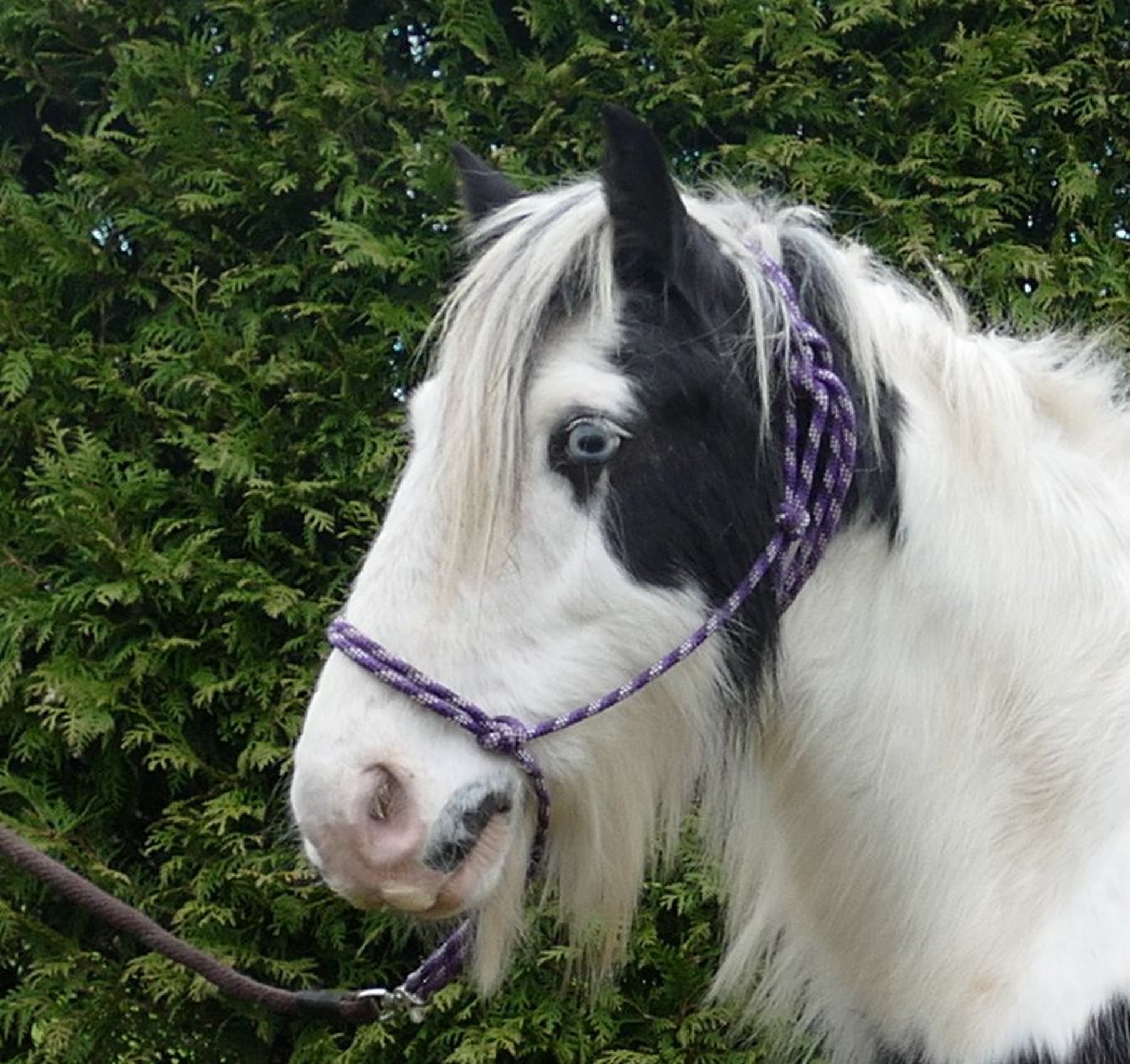 Gypsy Horse Gelding 8 years 12,3 hh Pinto in Lathen