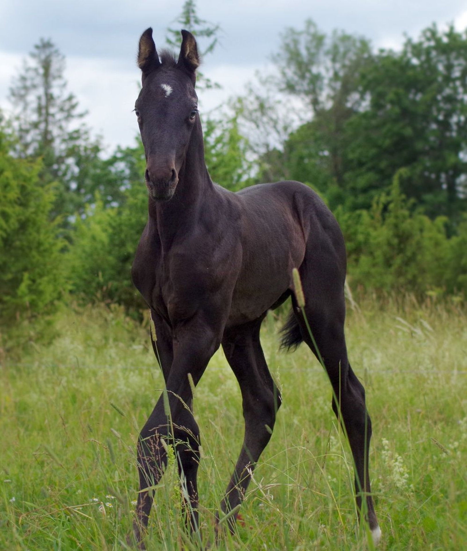 Trakehner Stallion 1 year in Ruila